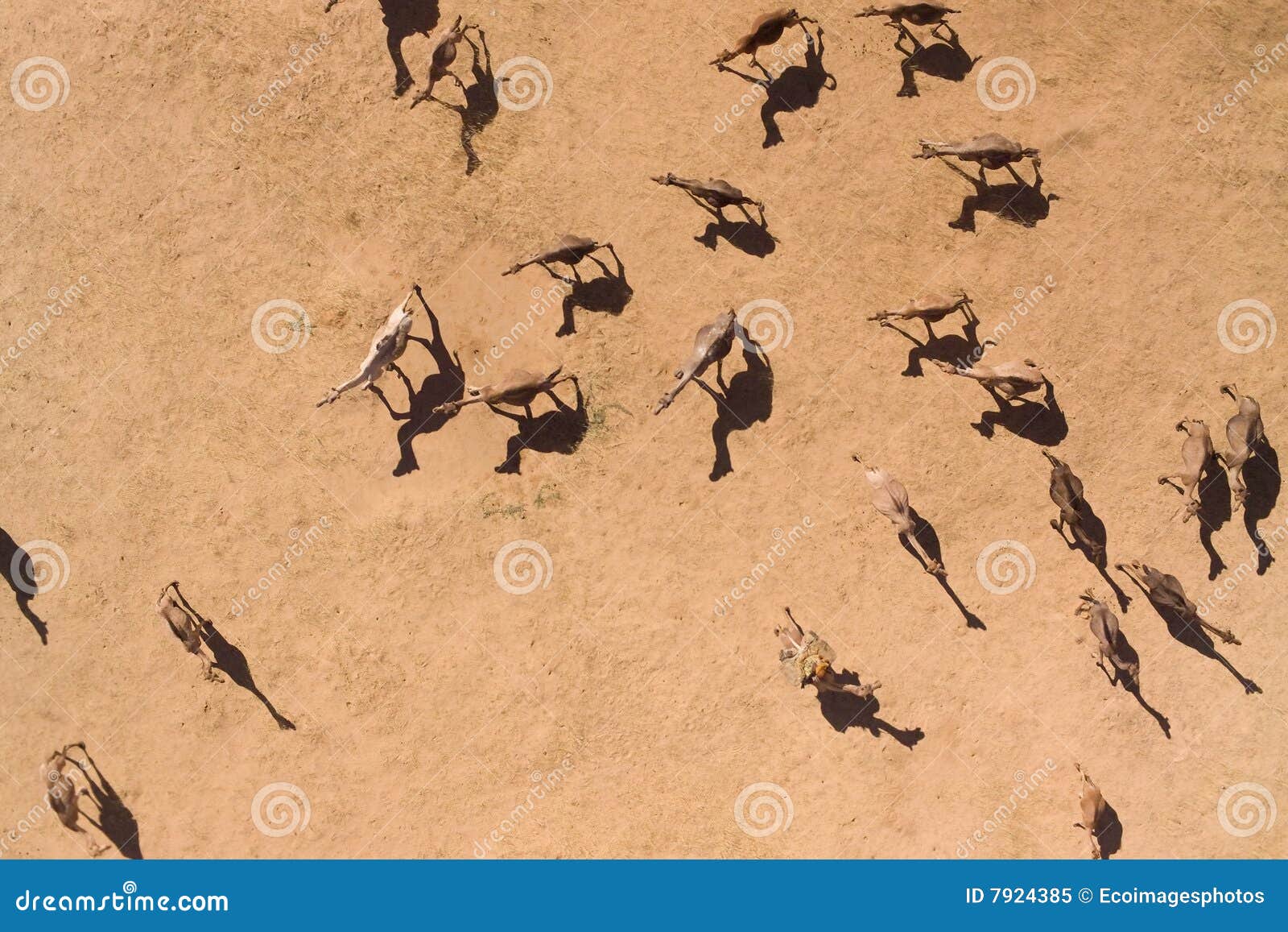 Luchtfoto's Van Kamelen in De Woestijn Stock Afbeelding - Image of nave ...