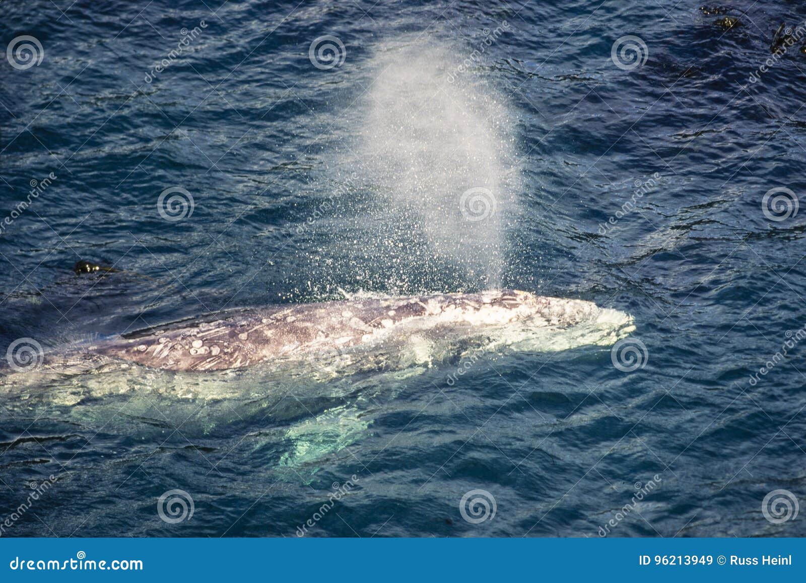 Luchtfoto Van Alaska Met Walvis Stock Afbeelding - Image of blazen ...
