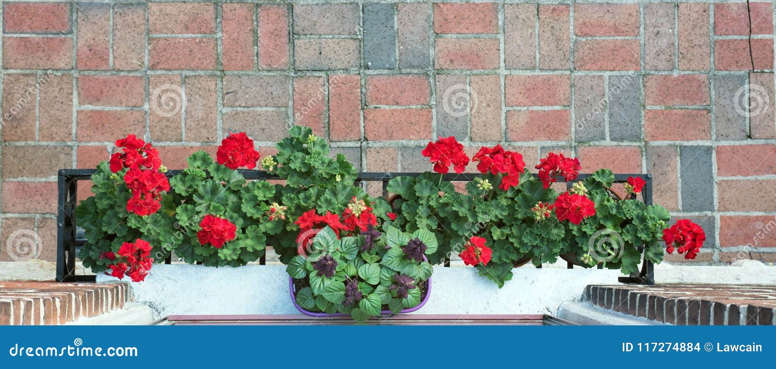 Luchtmening Van Rode Geraniums in Vensterdoos Stock Foto - Image of ...