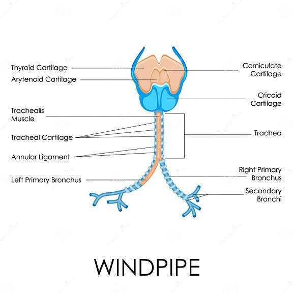 Luchtpijp vector illustratie. Illustration of trachee - 39773520