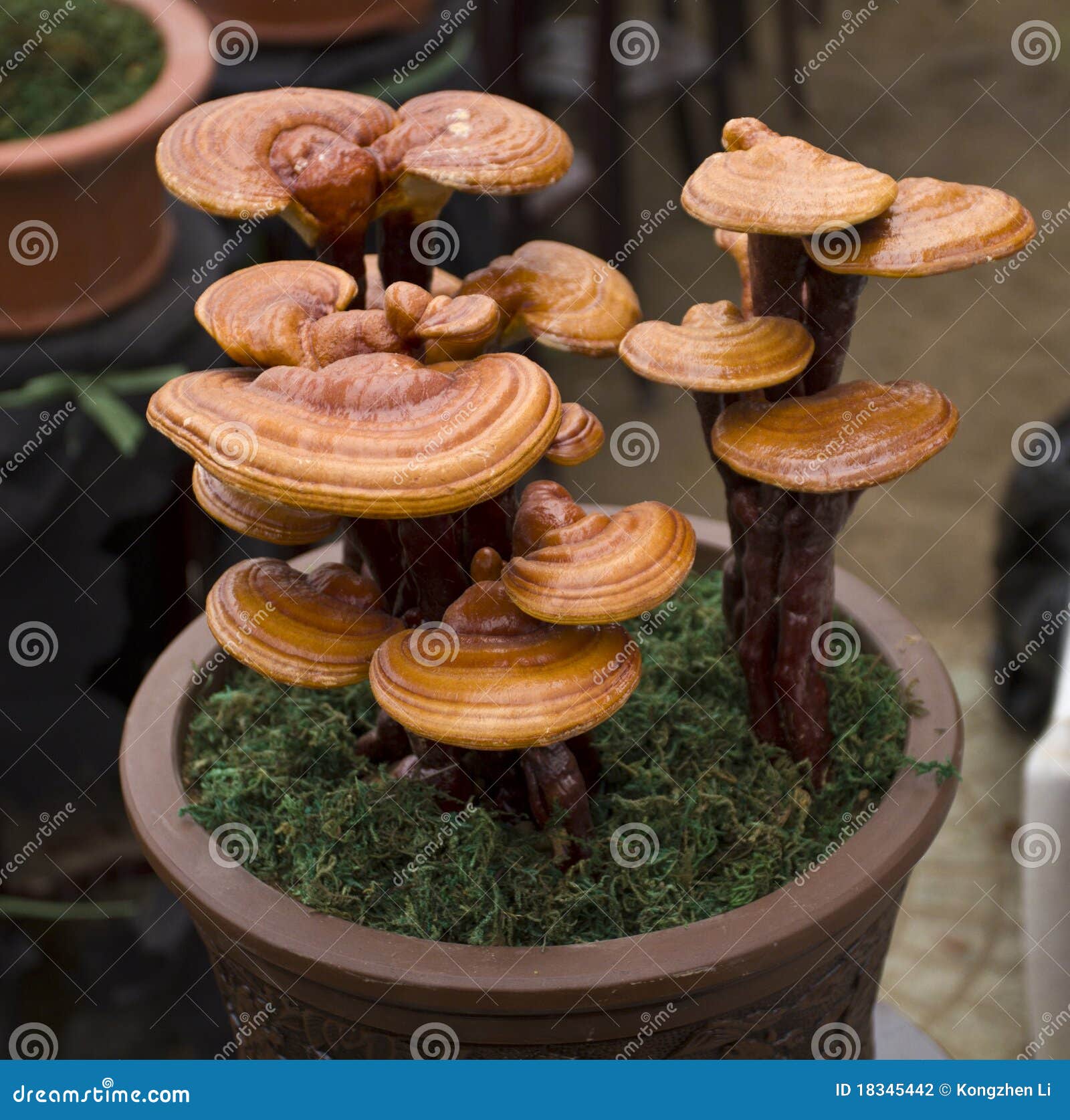 Lucid Ganoderma stock photo. Image of cultivation, artificial - 18345442
