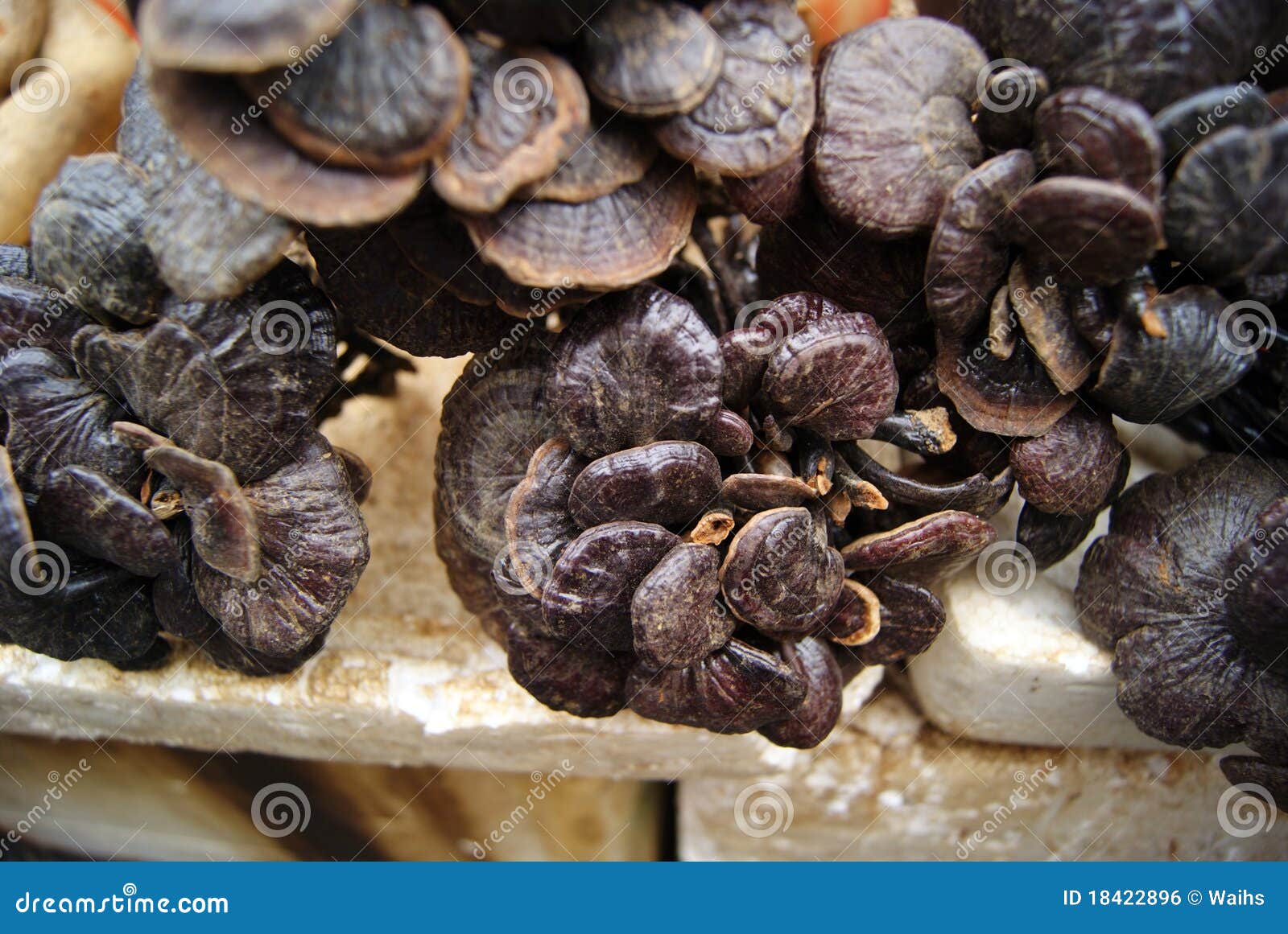 Lucid ganoderma stock photo. Image of happy, color, garden - 18422896