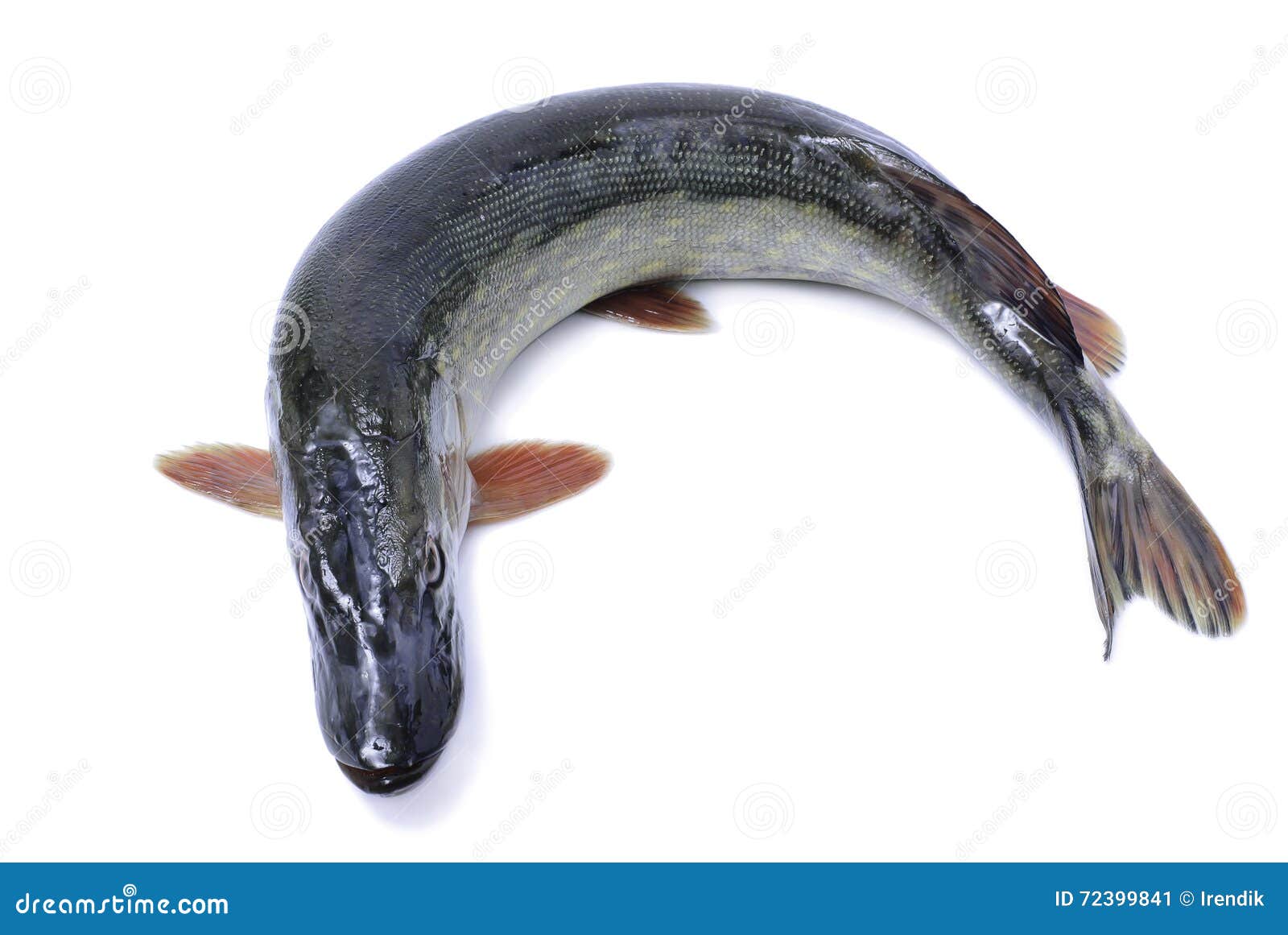 Lucio De Los Pescados Aislado Imagen de archivo - Imagen de aleta ...