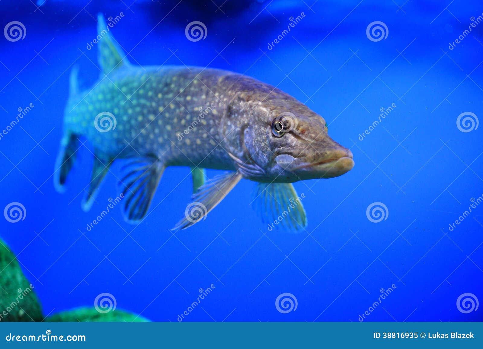 Lucio europeo imagen de archivo. Imagen de adulto, freshwater - 38816935