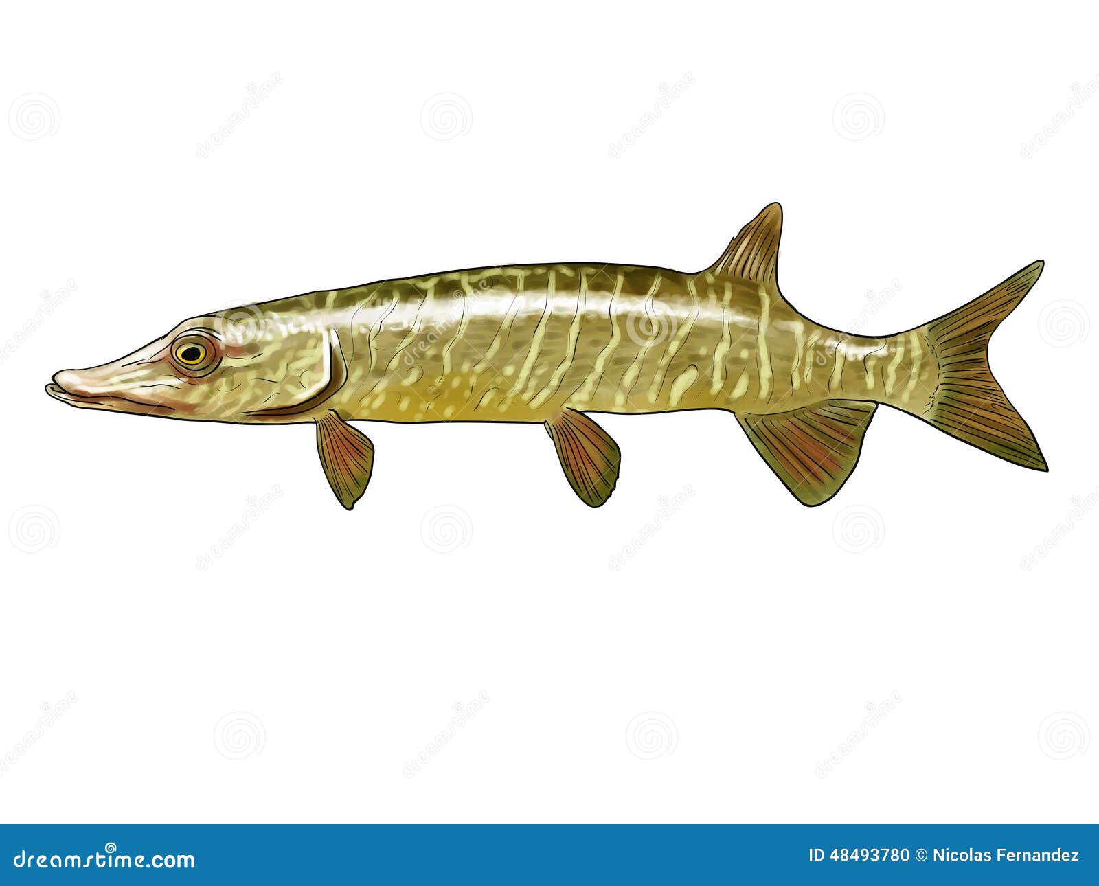 Lucio europeo stock de ilustración. Ilustración de lucio - 48493780