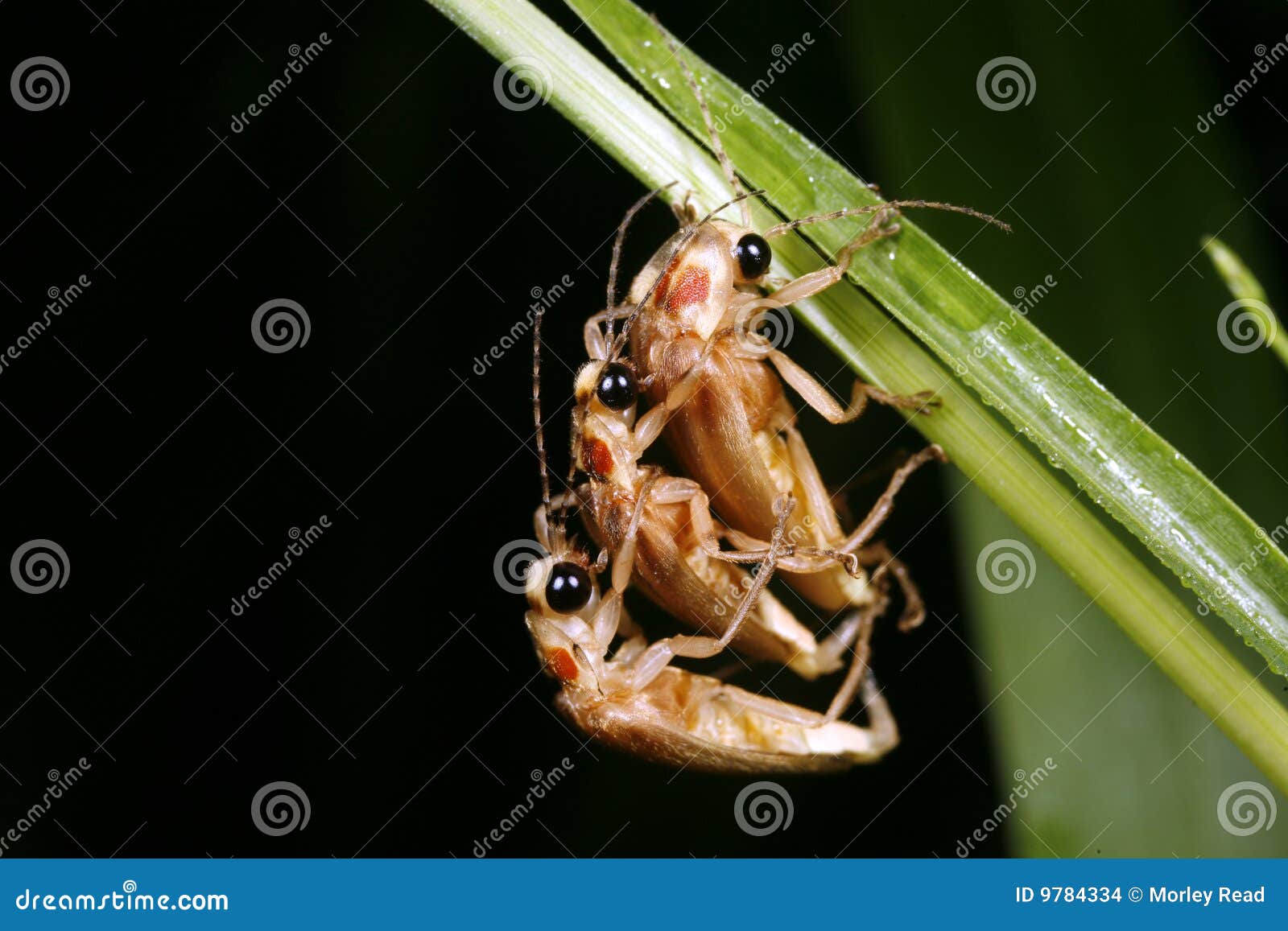 Lucioles photo stock. Image of jungle, groupe, lueur, promiscueux - 9784334