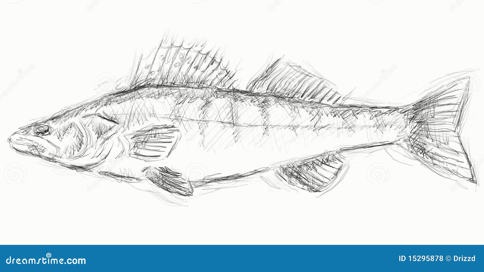 Walleye Pikeperch Pickerel Or Yellow Pike Jumping Up Retro Black And ...