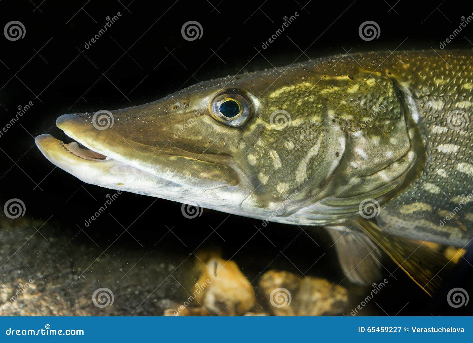 Lucius De Esox - Pescado Del Lucio Imagen de archivo - Imagen de ...