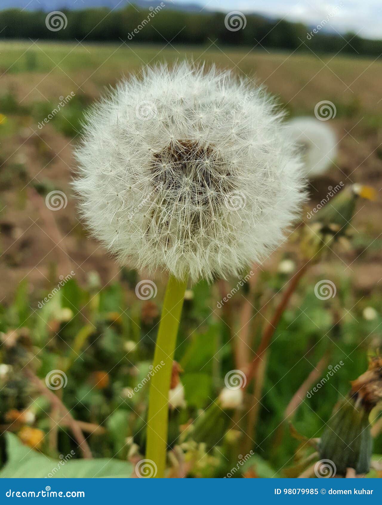 Lucka stock image. Image of grass, lucka, nature, green - 98079985