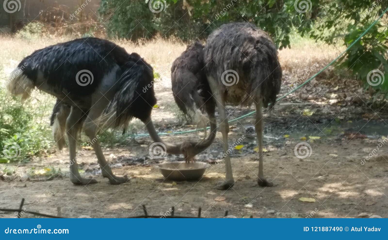 Lucknow Zoo stock photo. Image of ostrich, lucknow, nice - 121887490
