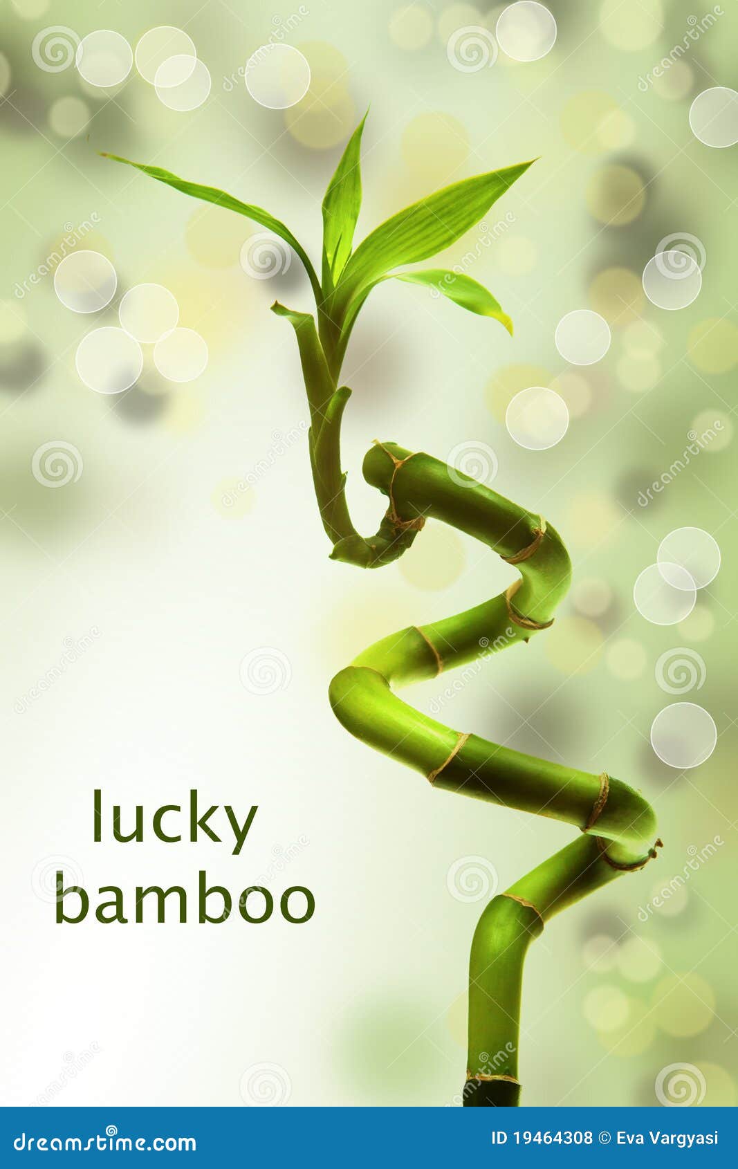 Lucky bamboo stock photo. Image of leaf, decoration, natural - 19464308