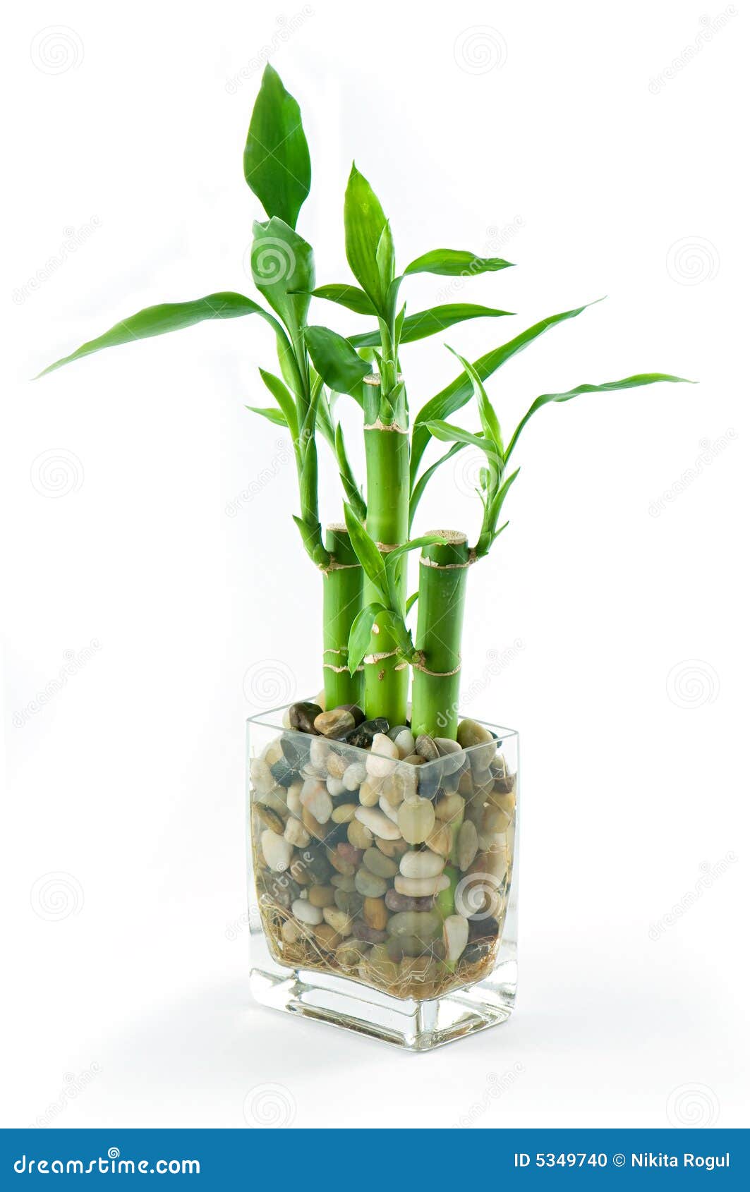 Lucky bamboo stock photo. Image of east, bamboo, lucky - 5349740