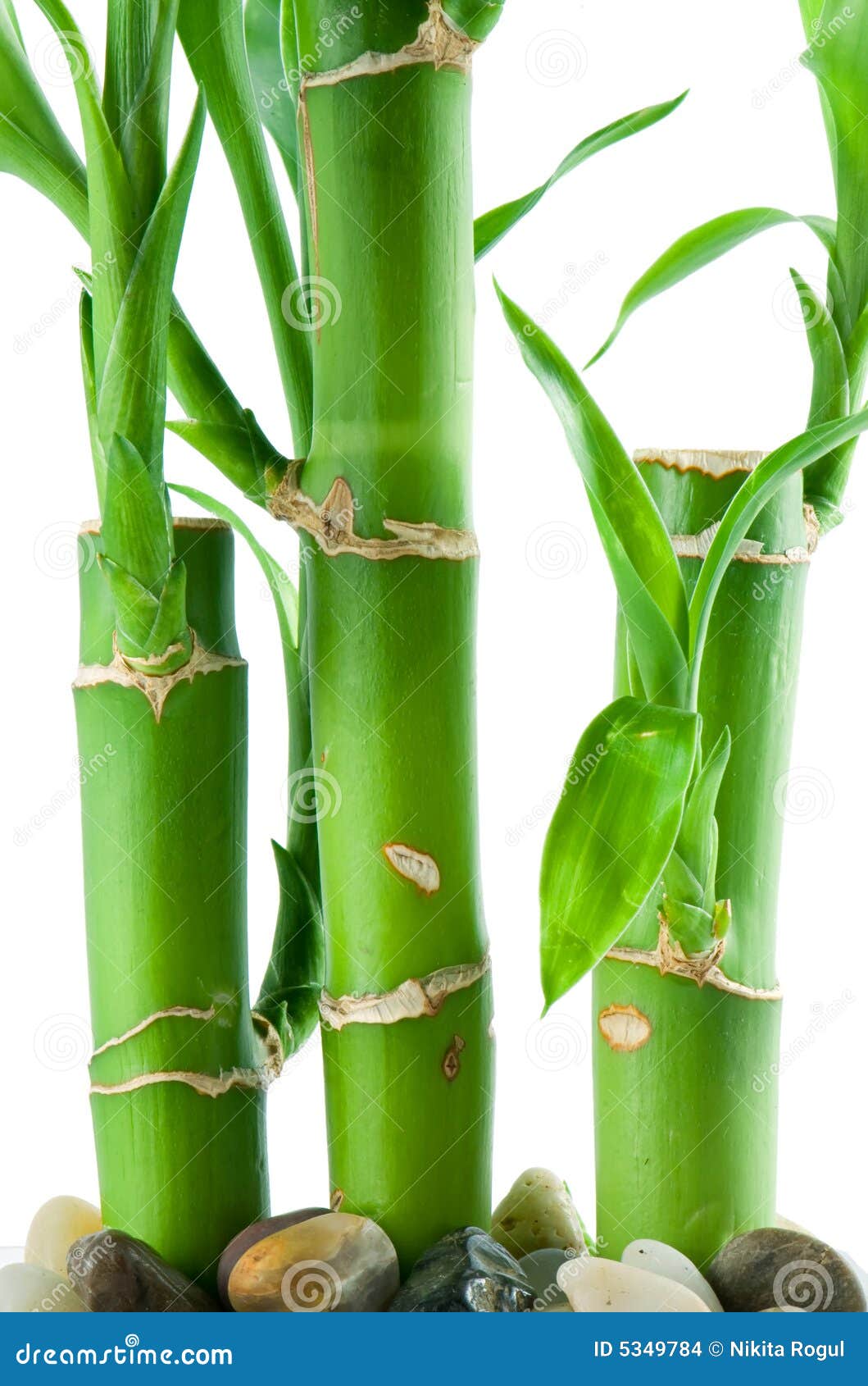 Lucky bamboo stock photo. Image of symbol, shot, houseplant - 5349784