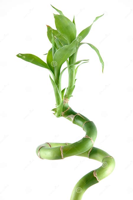 Lucky bamboo stock photo. Image of leaves, lucky, bamboo - 958190