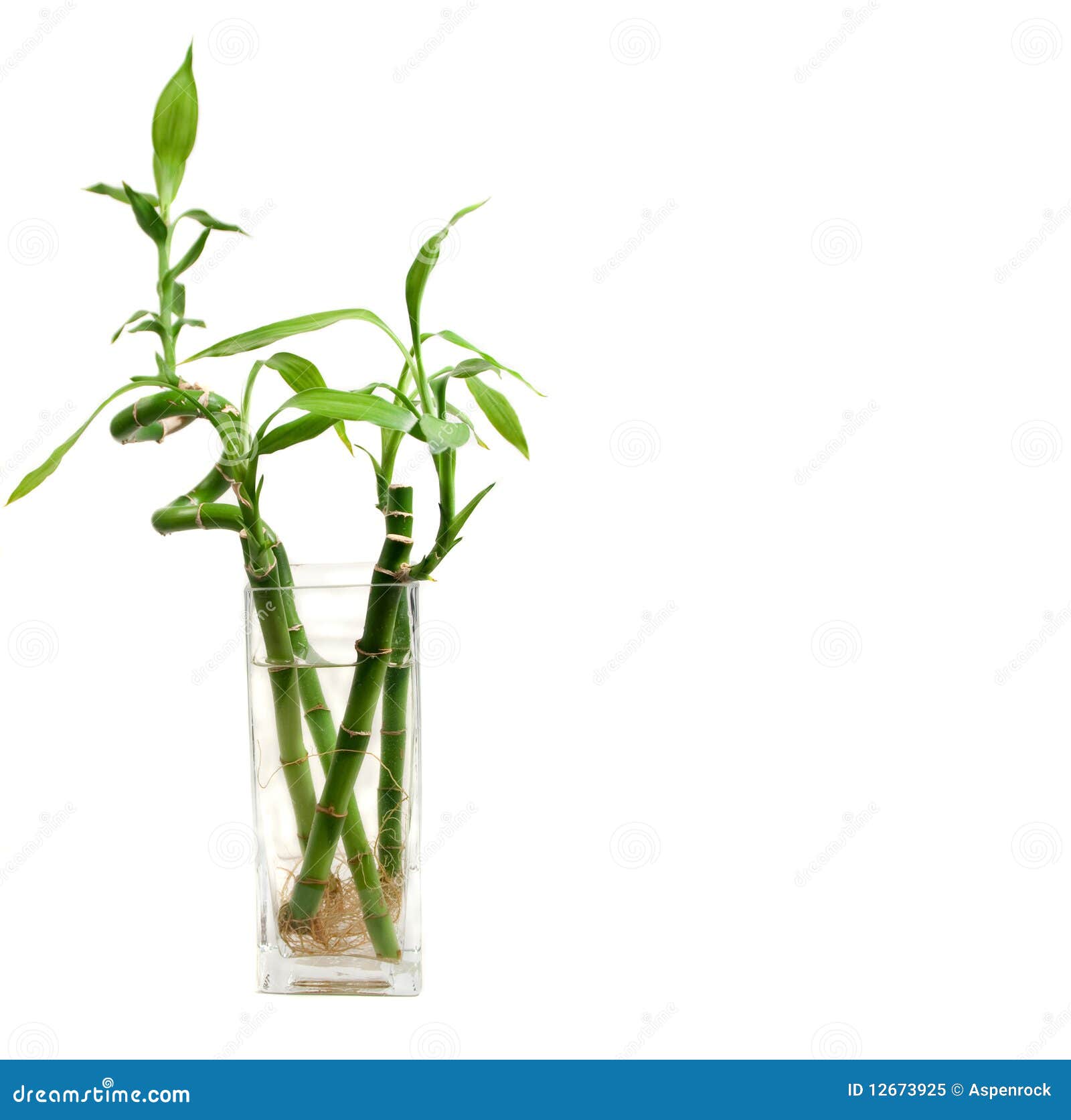 Lucky bamboo branches stock image. Image of asian, roots - 12673925