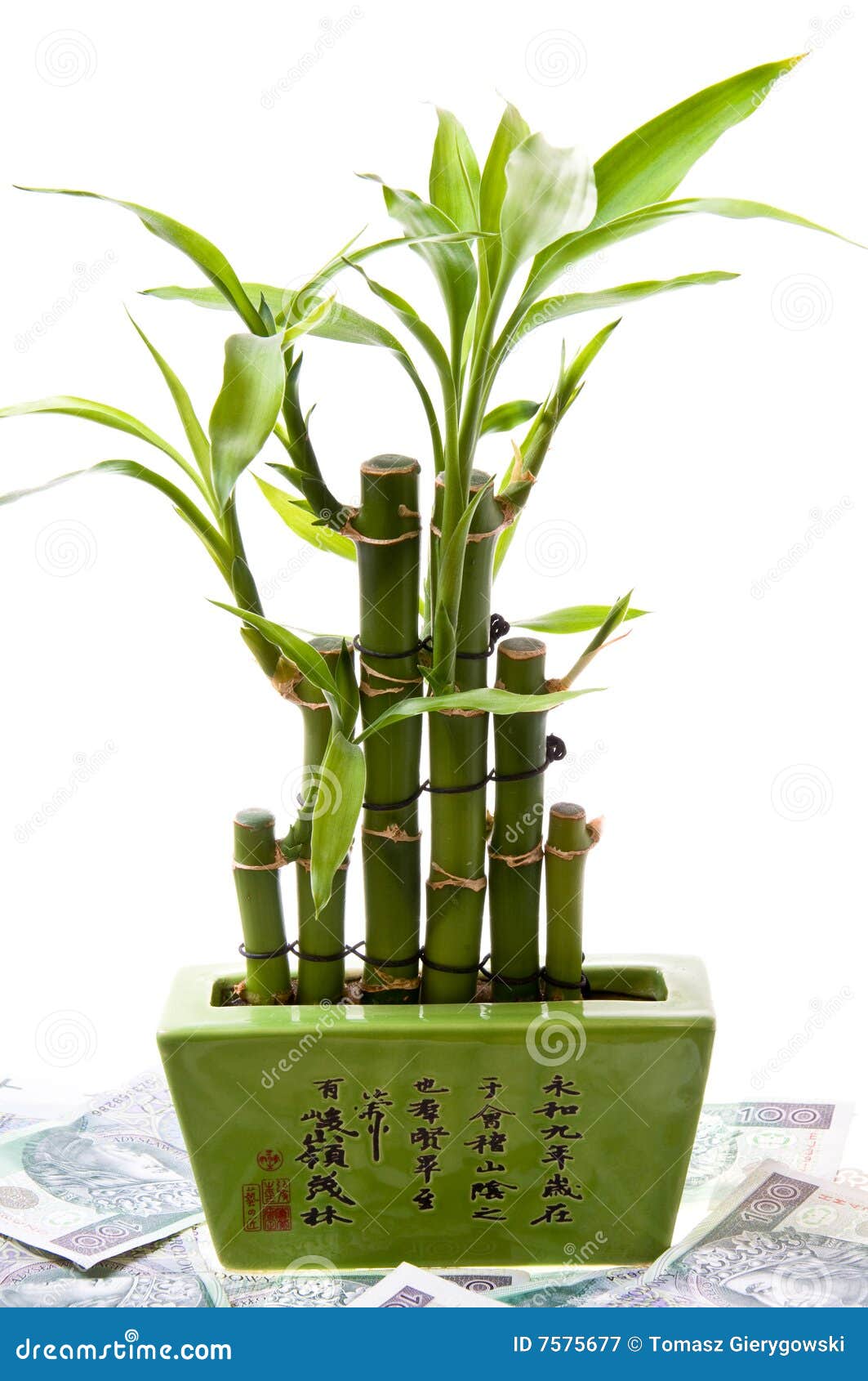 Lucky Bamboo on Money S Background. Stock Image - Image of leaf, green ...