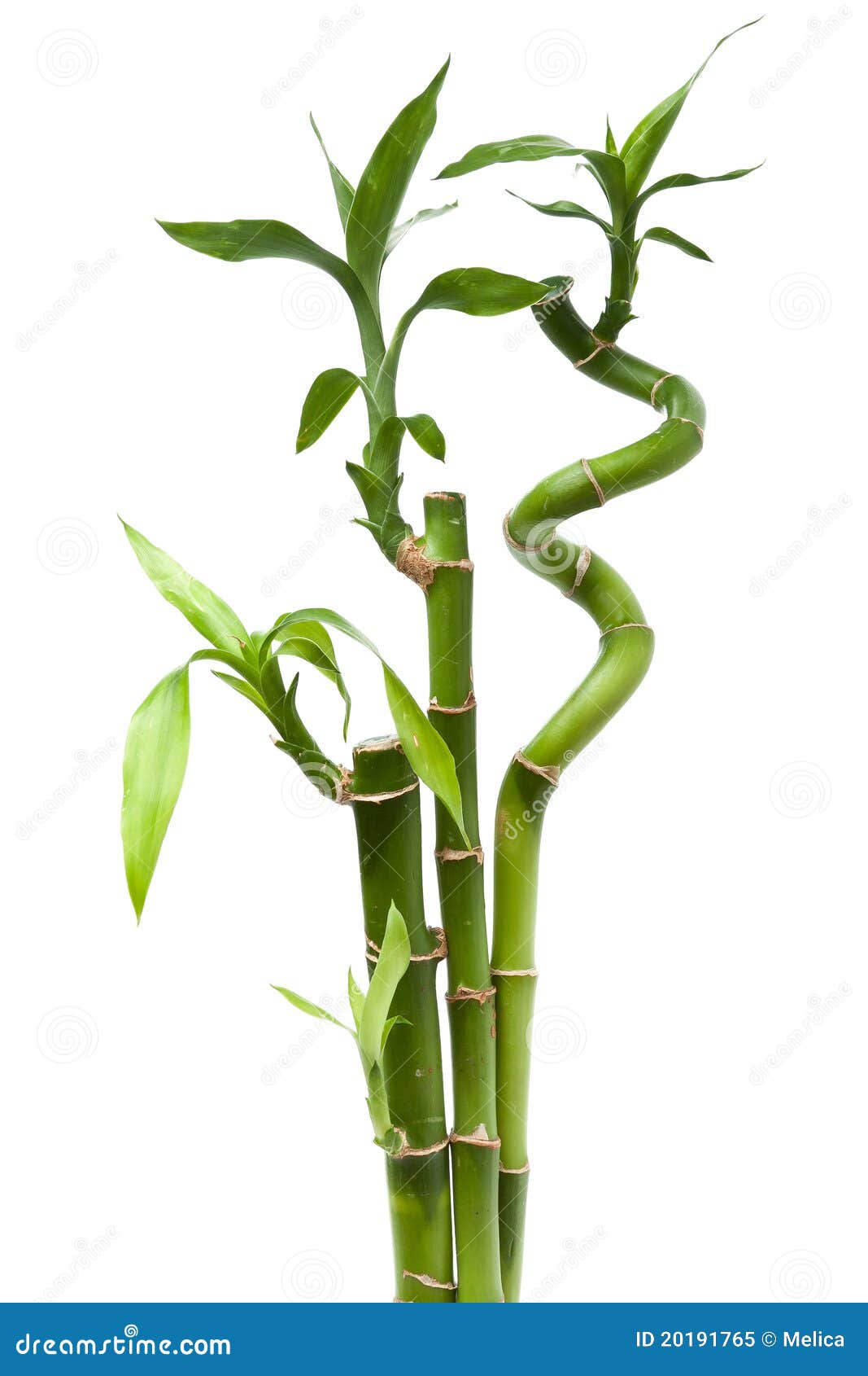 Bamboo White Background