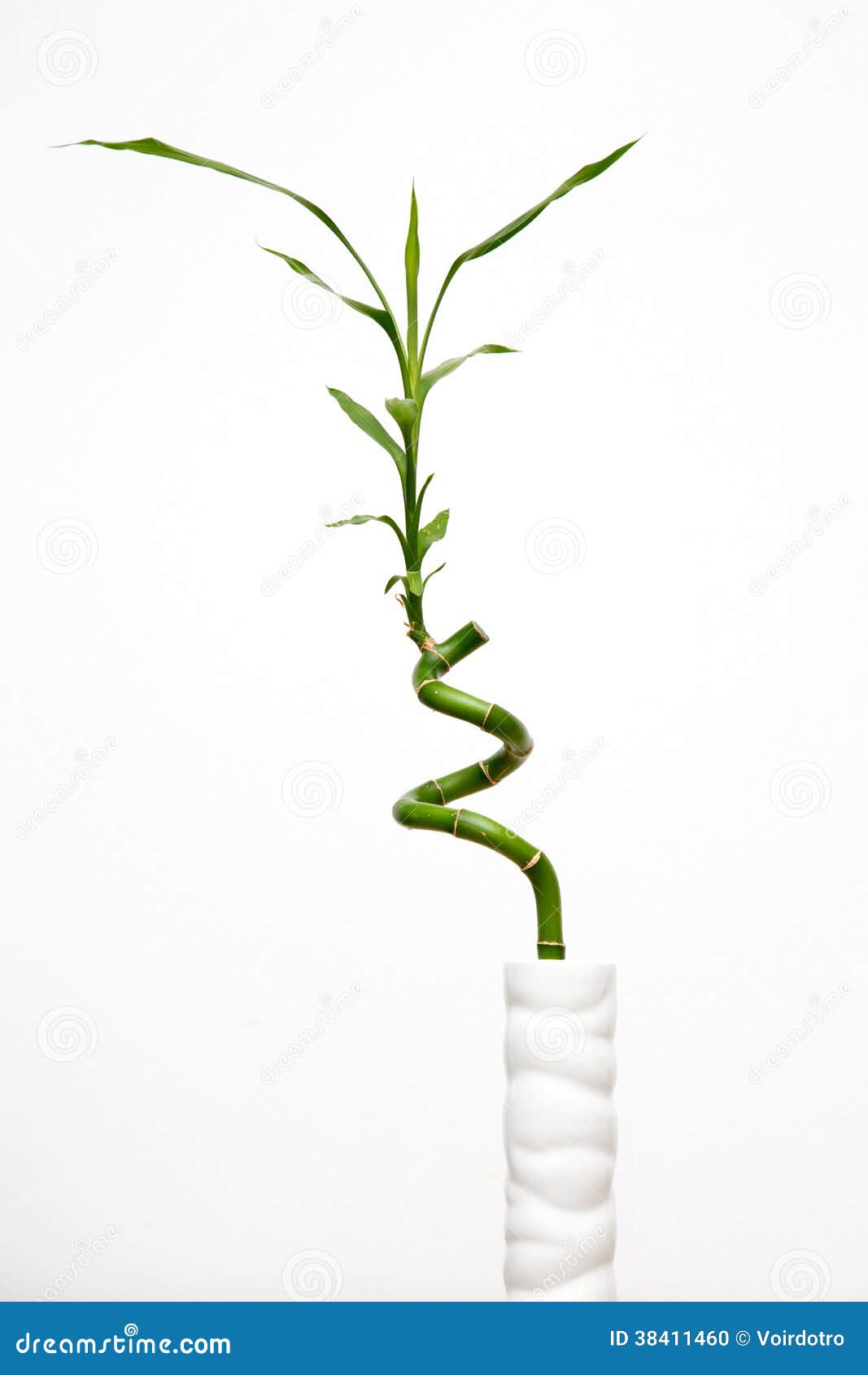 Bamboo Stem Micrograph Stock Image | CartoonDealer.com #47304775 Bamboo Stem Micrograph Stock Image | CartoonDealer.com #47304775