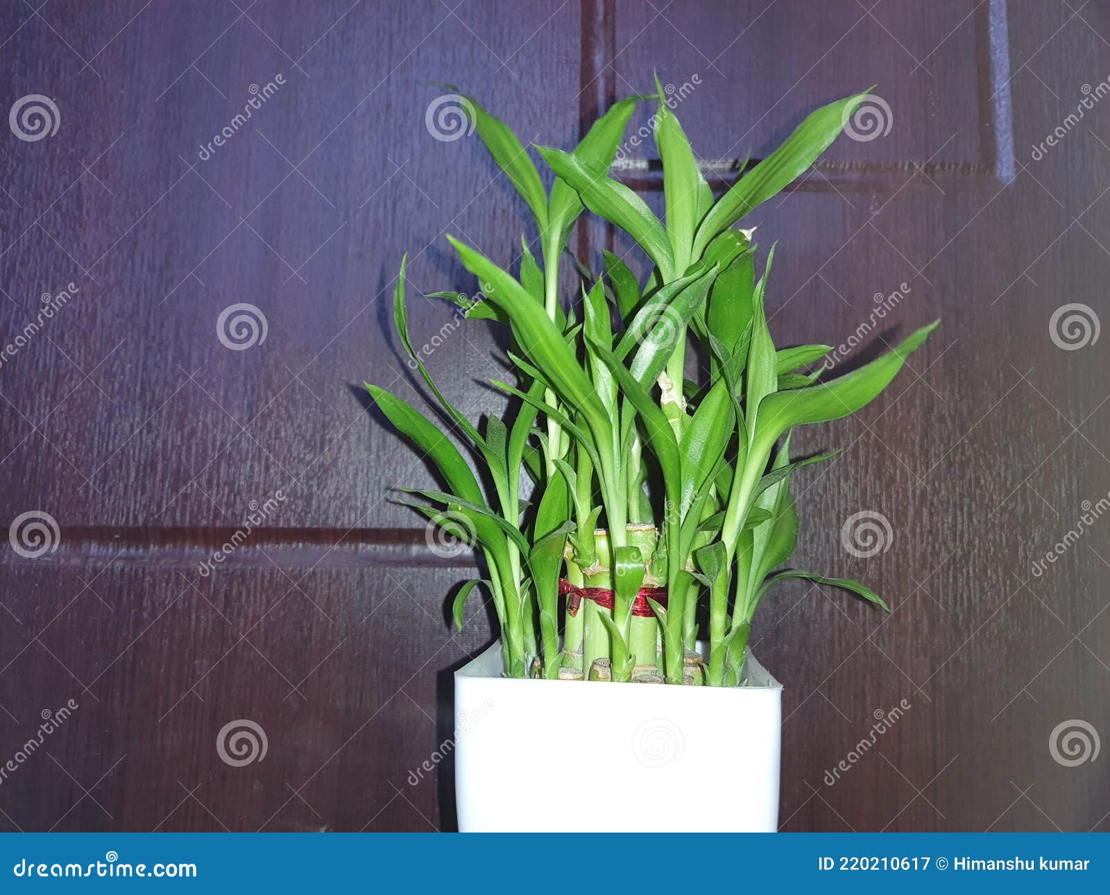 This is Lucky Bamboo Tree. these are Fall Under the Category of Indoor ...