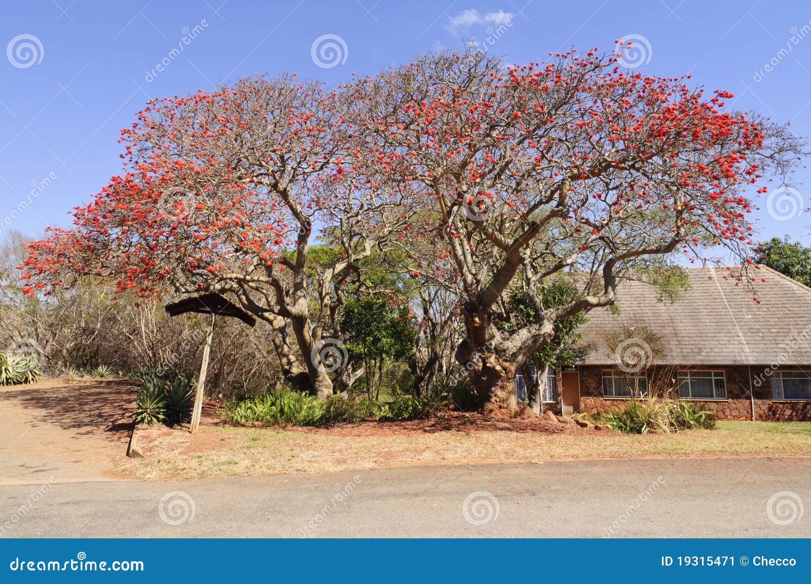Lucky Bean Tree stock image. Image of foliage, cluster - 19315471