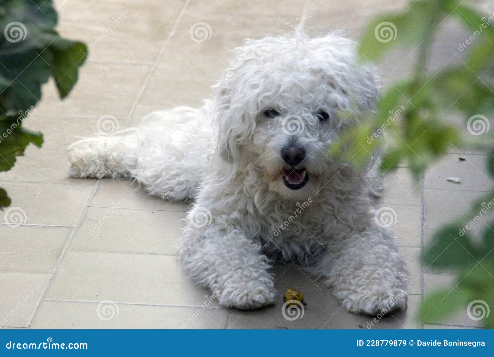 Lucky cane barboncino stock image. Image of cane, simpatico - 228779879