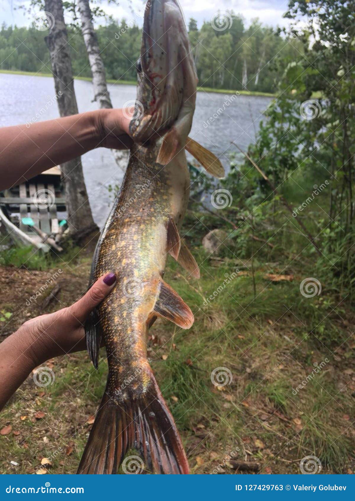 Lucky catch, fresh pike stock image. Image of pike, tail - 127429763
