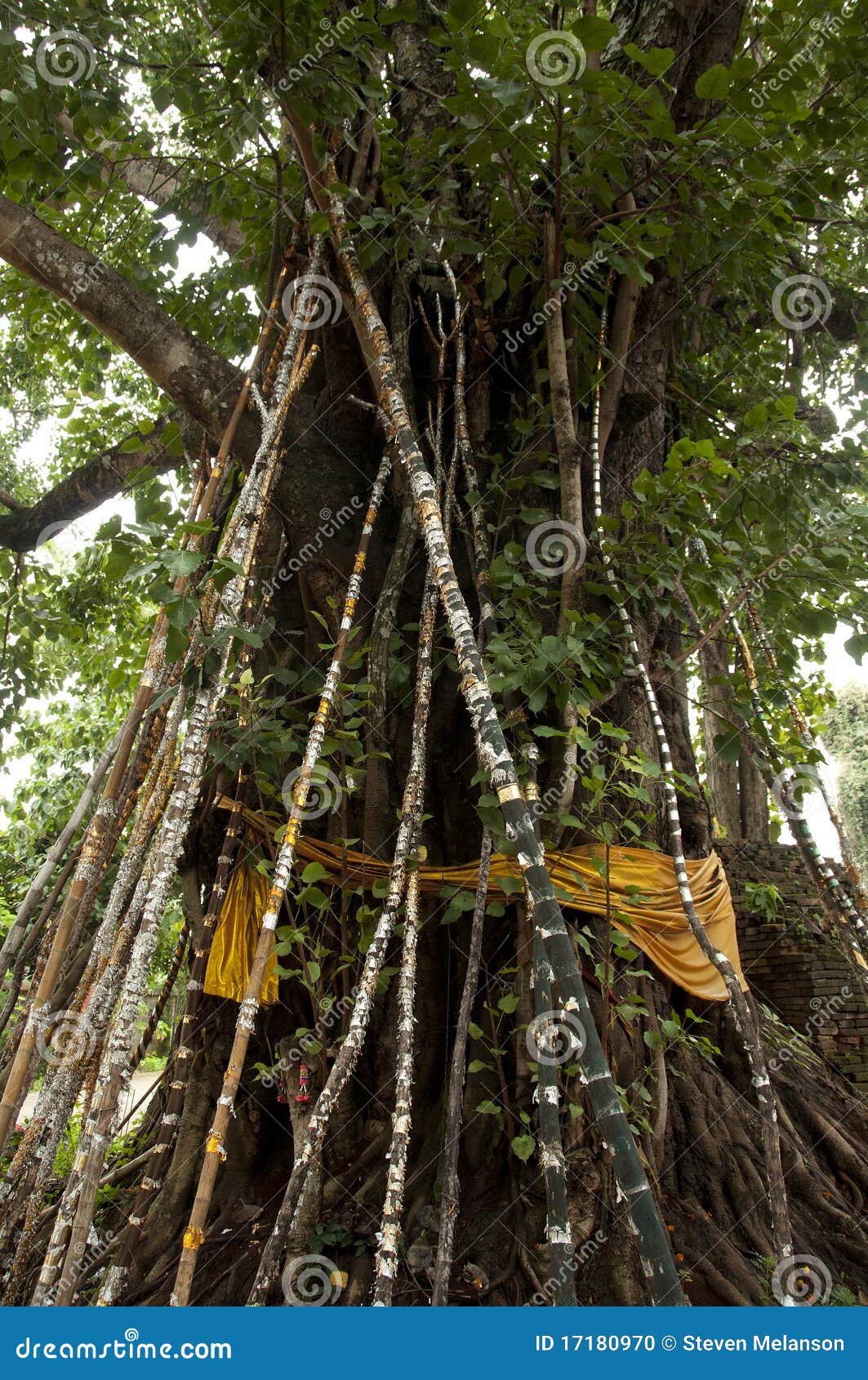 Lucky charm tree stock photo. Image of charm, buddism - 17180970