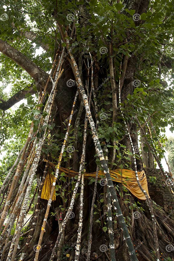 Lucky charm tree stock photo. Image of charm, buddism - 17180970