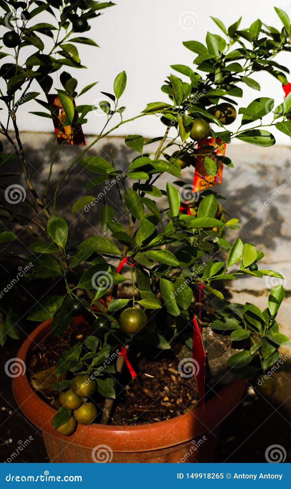 Lucky Chinese Lime with Angpao Stock Image - Image of fruit, small ...