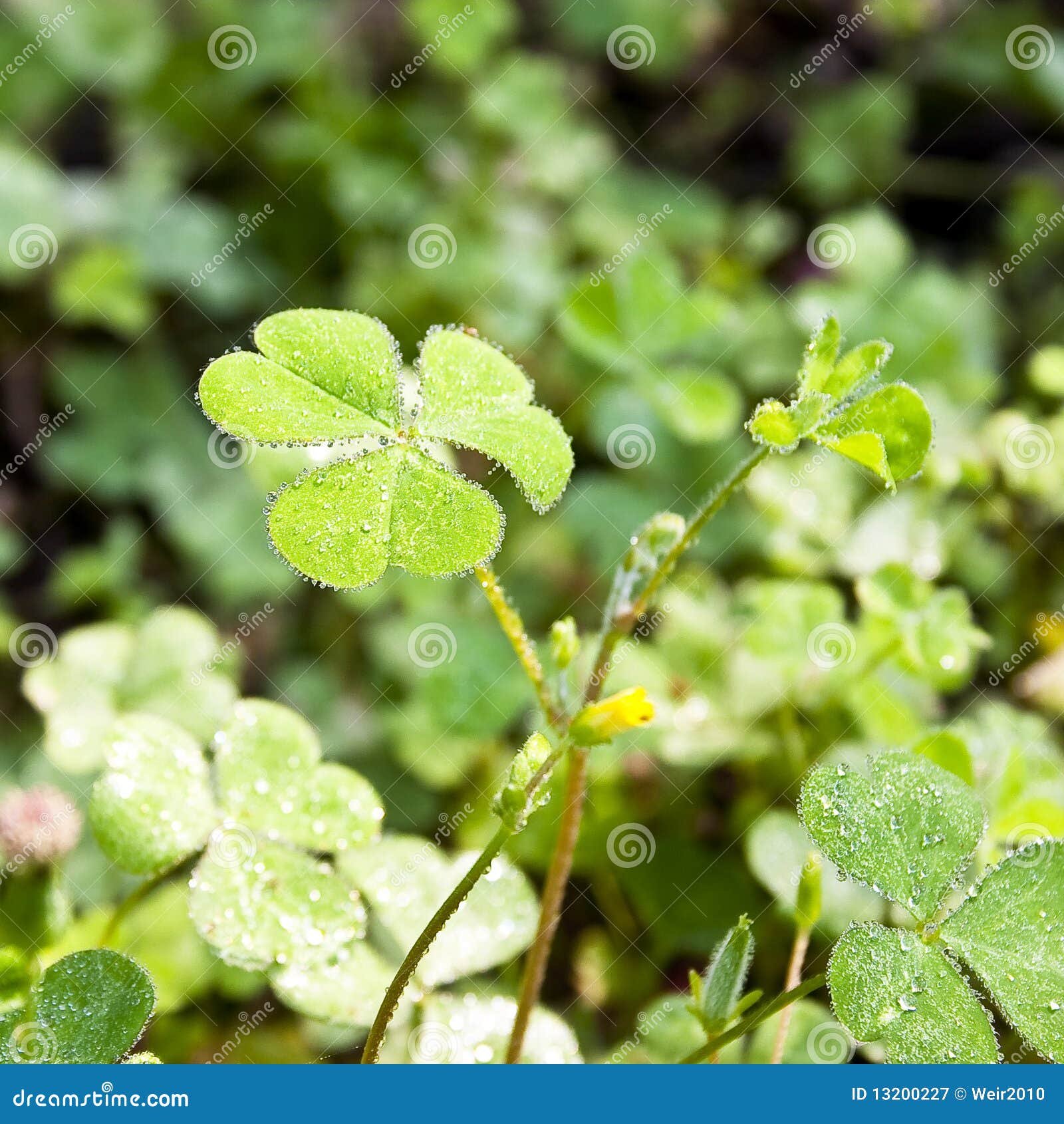 Lucky clover stock image. Image of luck, wishes, symbol - 13200227