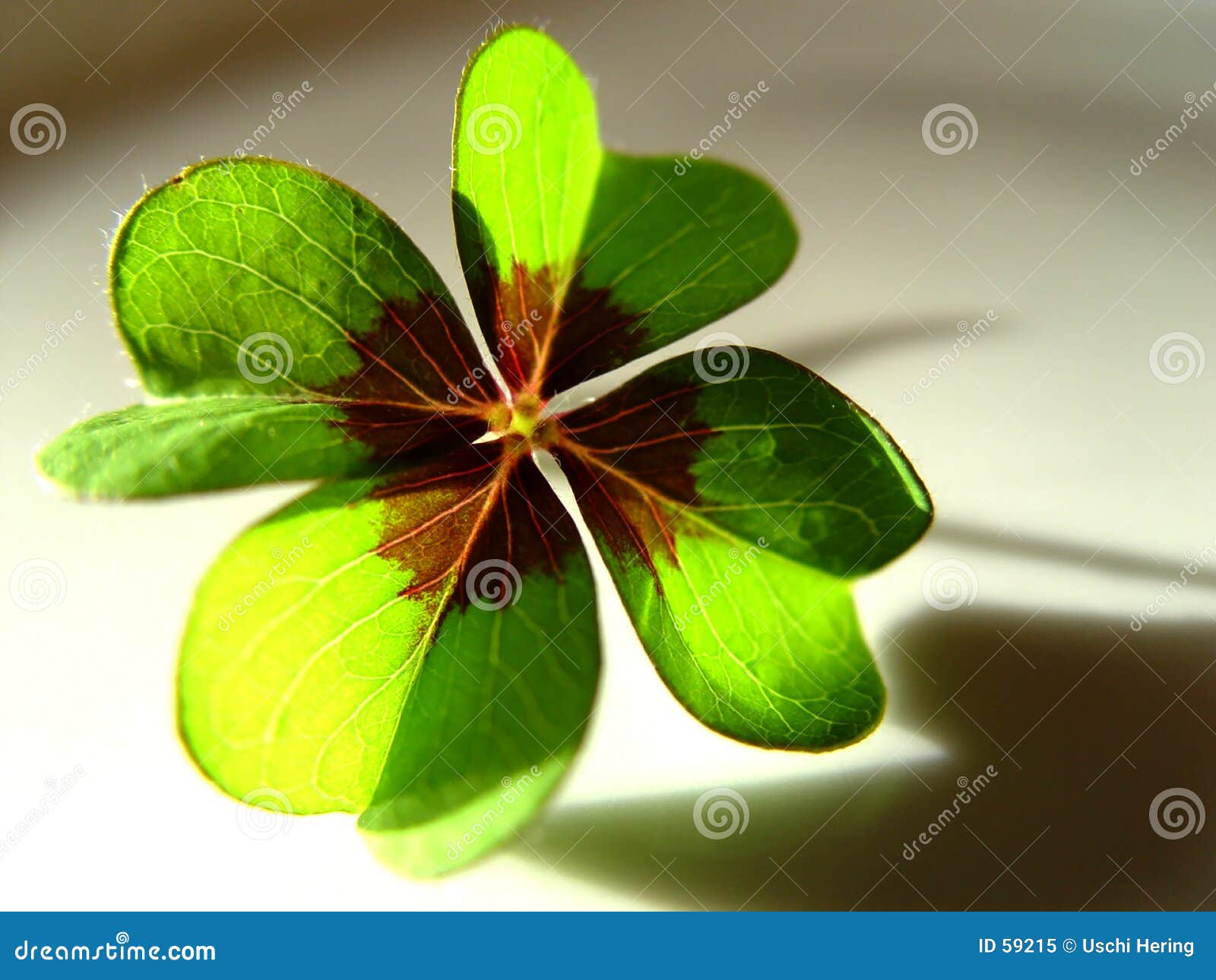 Lucky clover stock image. Image of shamrock, leaf, wishes - 59215