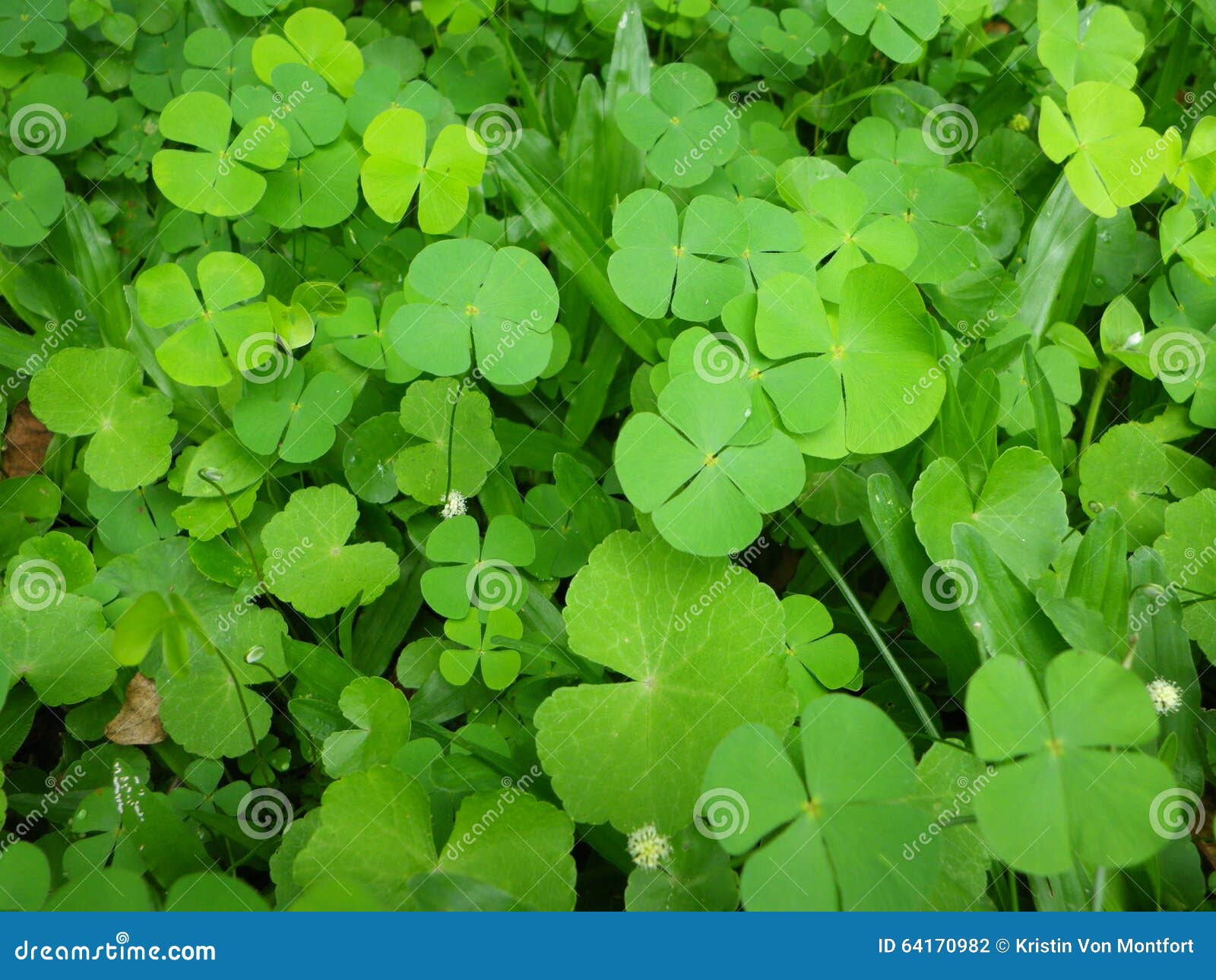 Lucky Clover stock photo. Image of plants, garden, leaf - 64170982