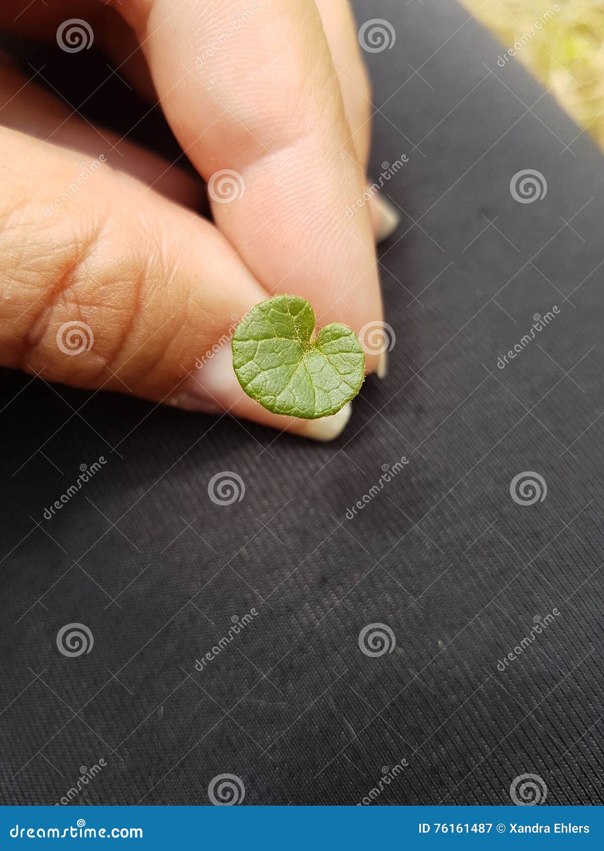 Lucky Flower stock image. Image of green, nature, plants - 76161487