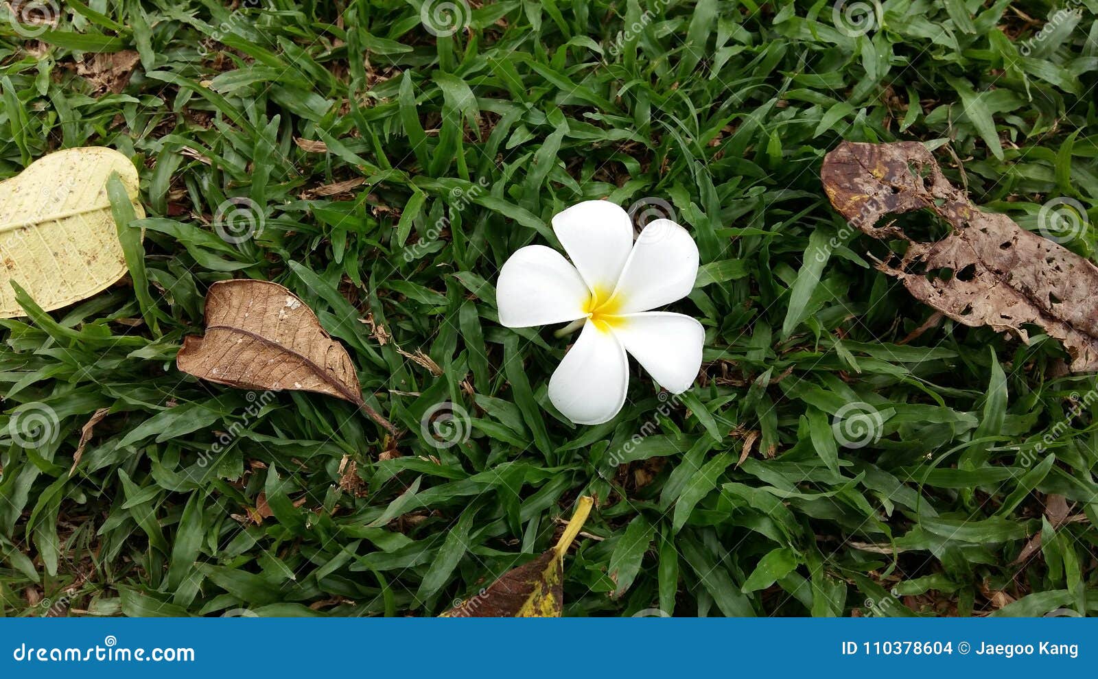 Lucky flower stock photo. Image of lucky, national, garden - 110378604