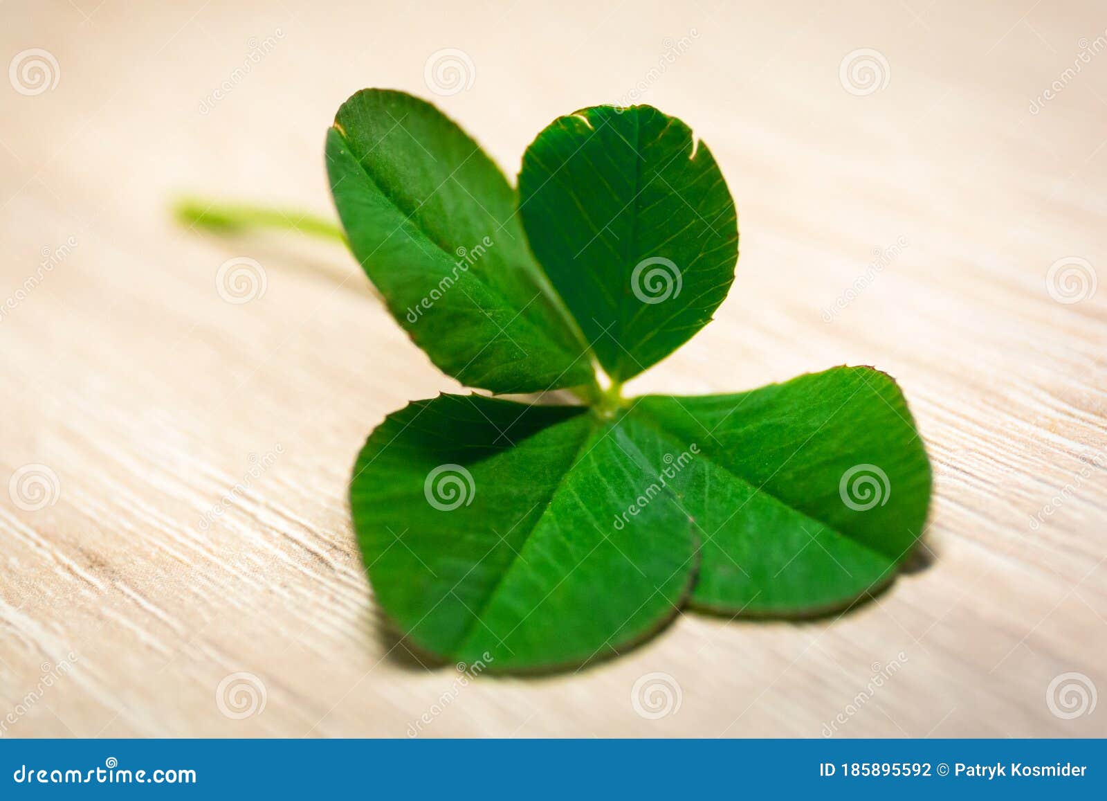 Lucky four leaf clover stock photo. Image of closeup - 185895592