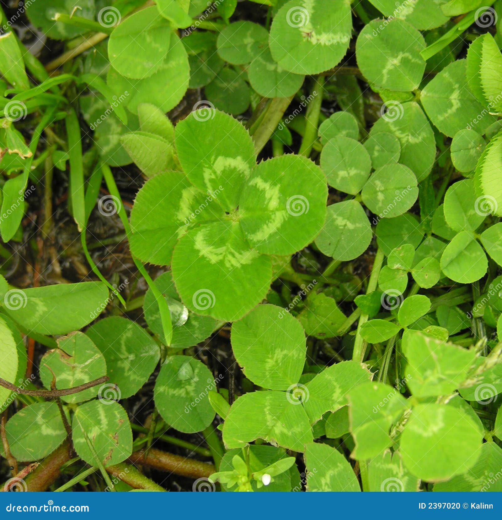 Lucky Four Leaf Clover stock photo. Image of earth, field - 2397020