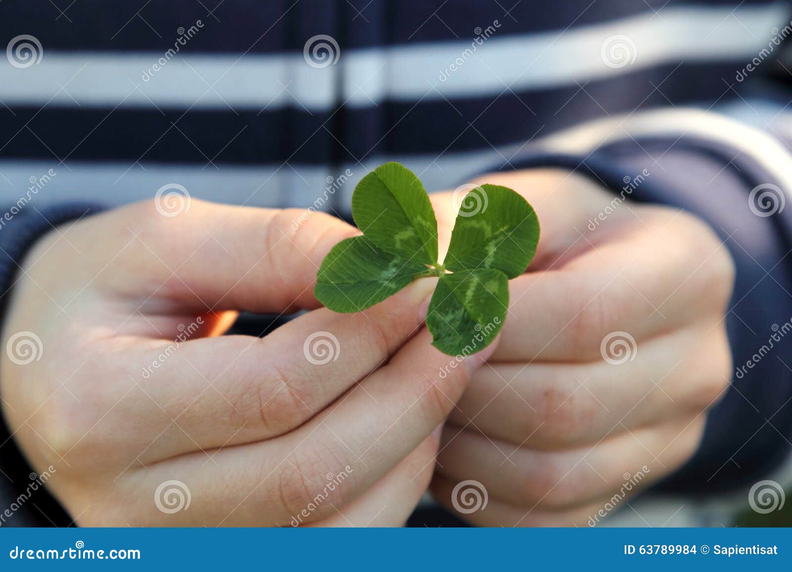 Lucky Four Leaf Clover Natural Background Royalty-Free Stock Image ...