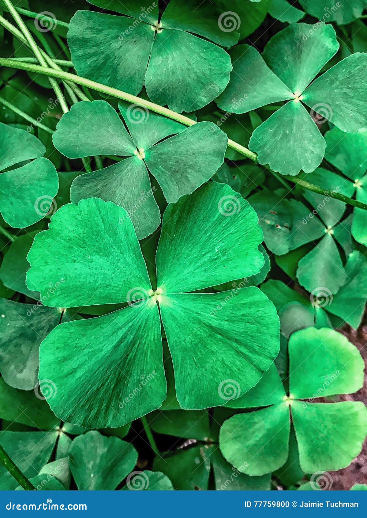 Lucky four leaf clovers stock photo. Image of meadow - 77759800