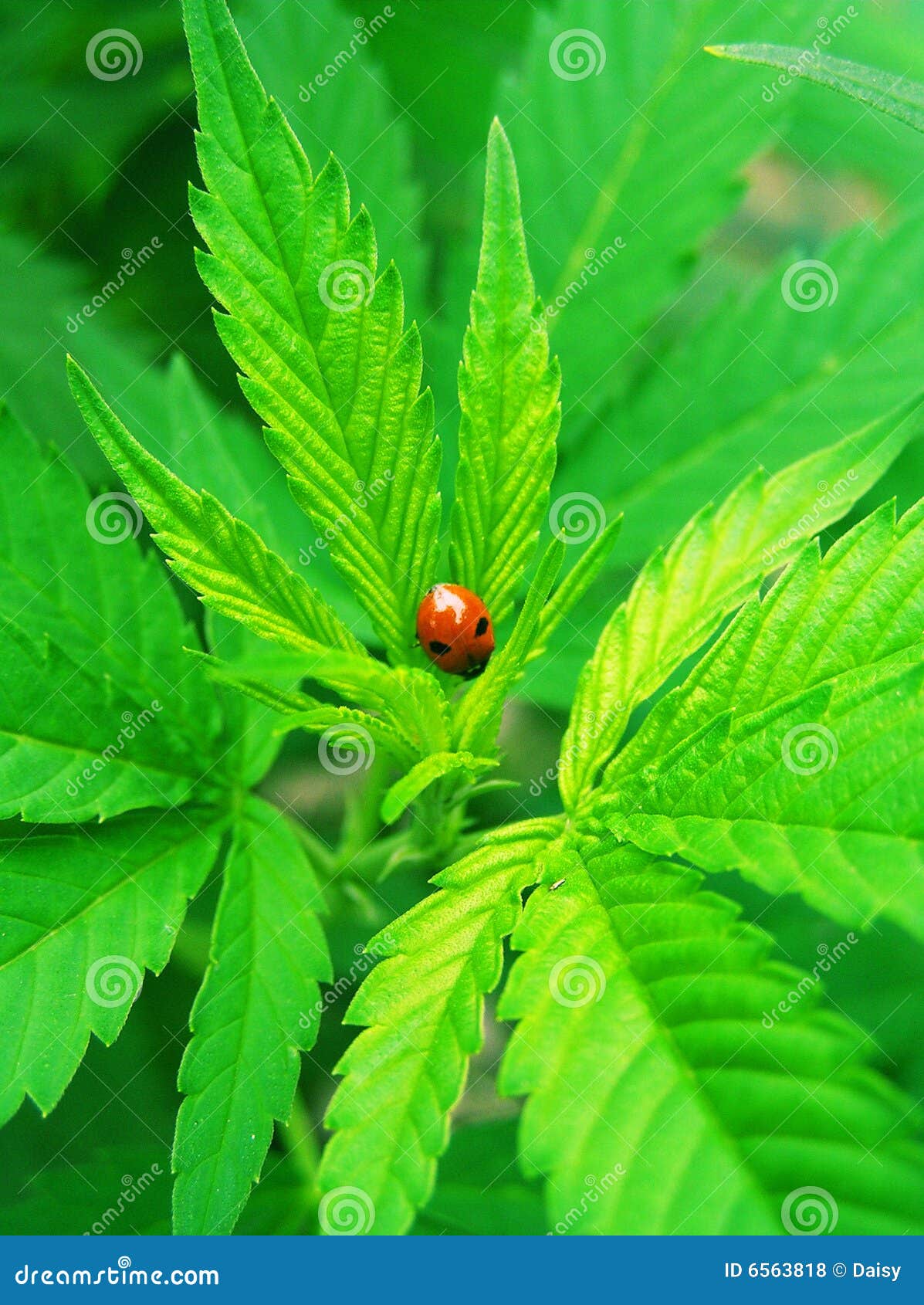 Lucky ladybug stock photo. Image of green, process, legal - 6563818