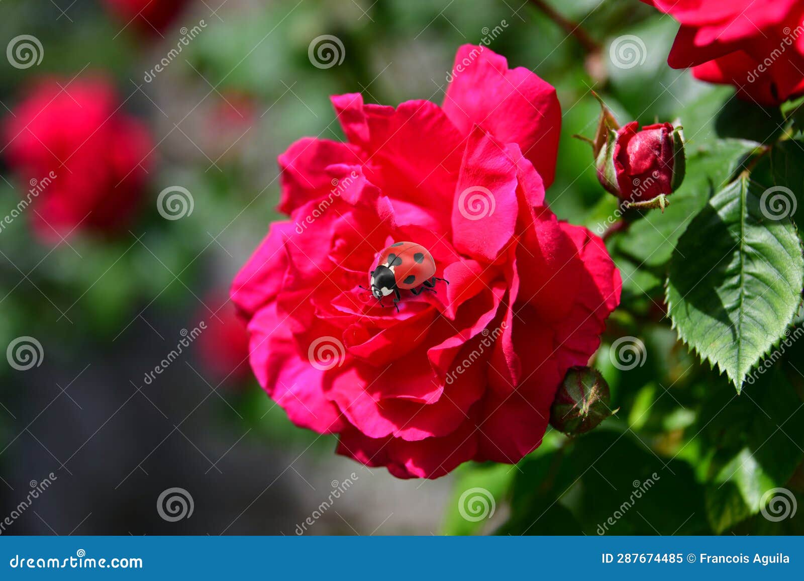 Lucky Ladybug on a Red Rose Stock Image - Image of bonheur, rouge ...