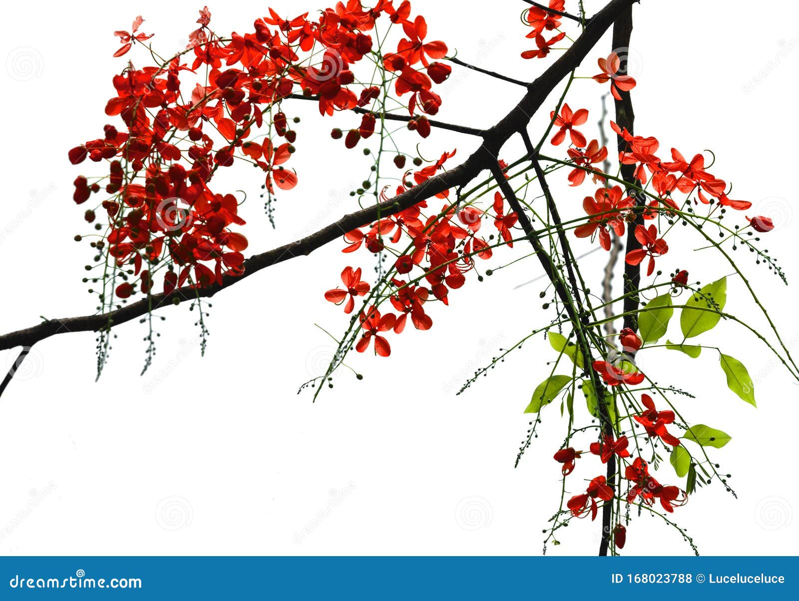 Red Branch of Flowers on White Stock Photo - Image of floral, botanical ...