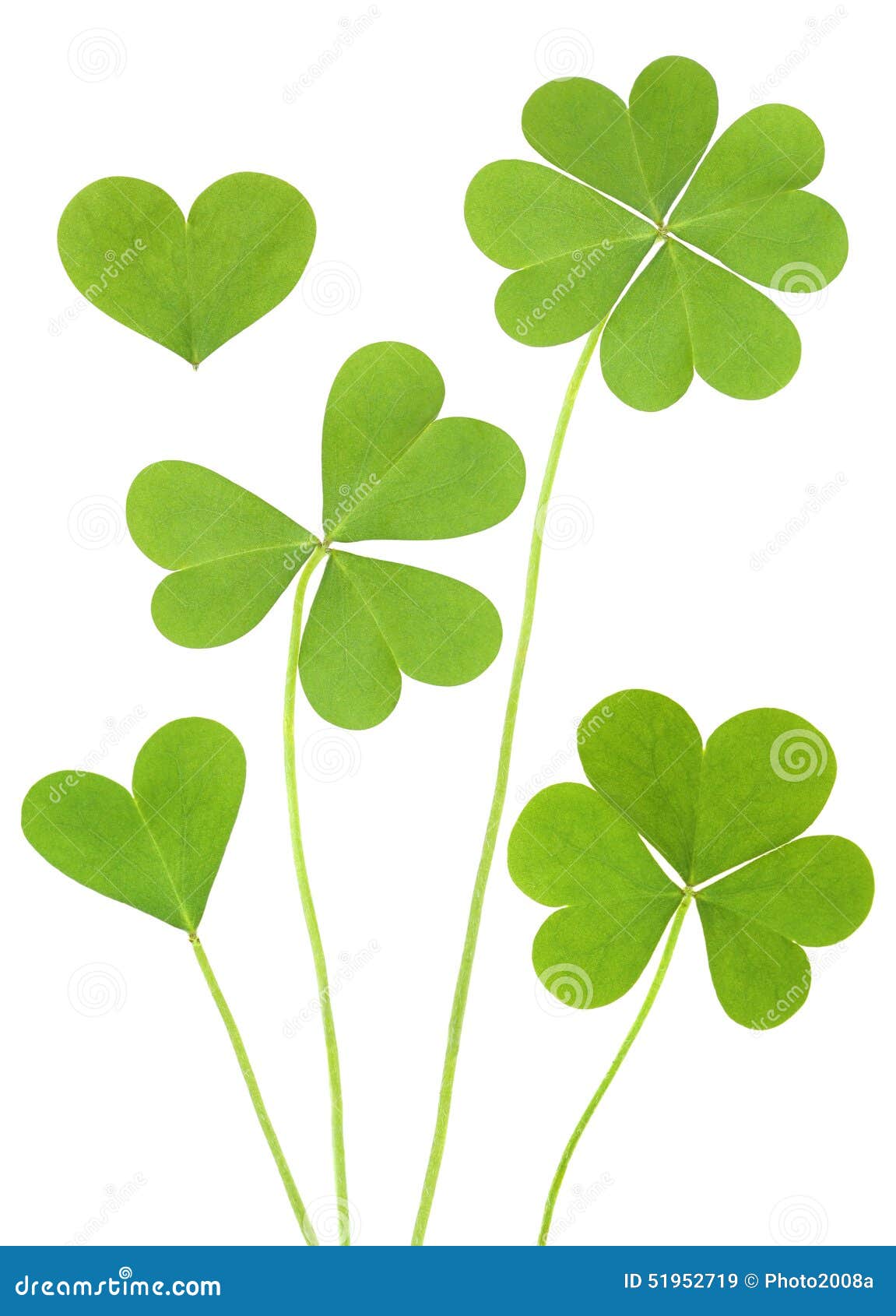 Lucky Three & Four Leaf Clovers Stock Image - Image of ireland, season ...