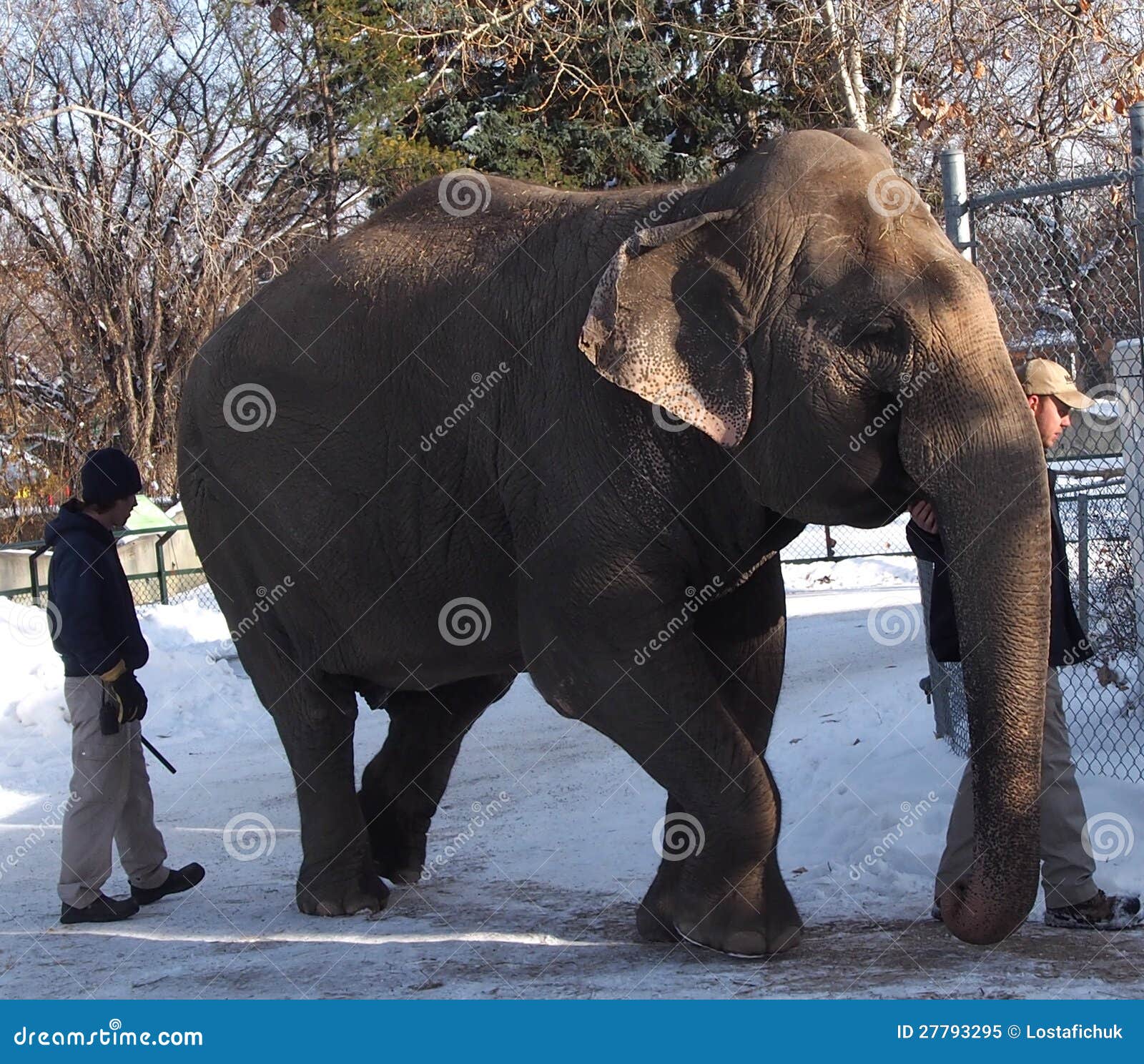 Lucy the Elephant with Trainers Editorial Image - Image of asian, lucy ...