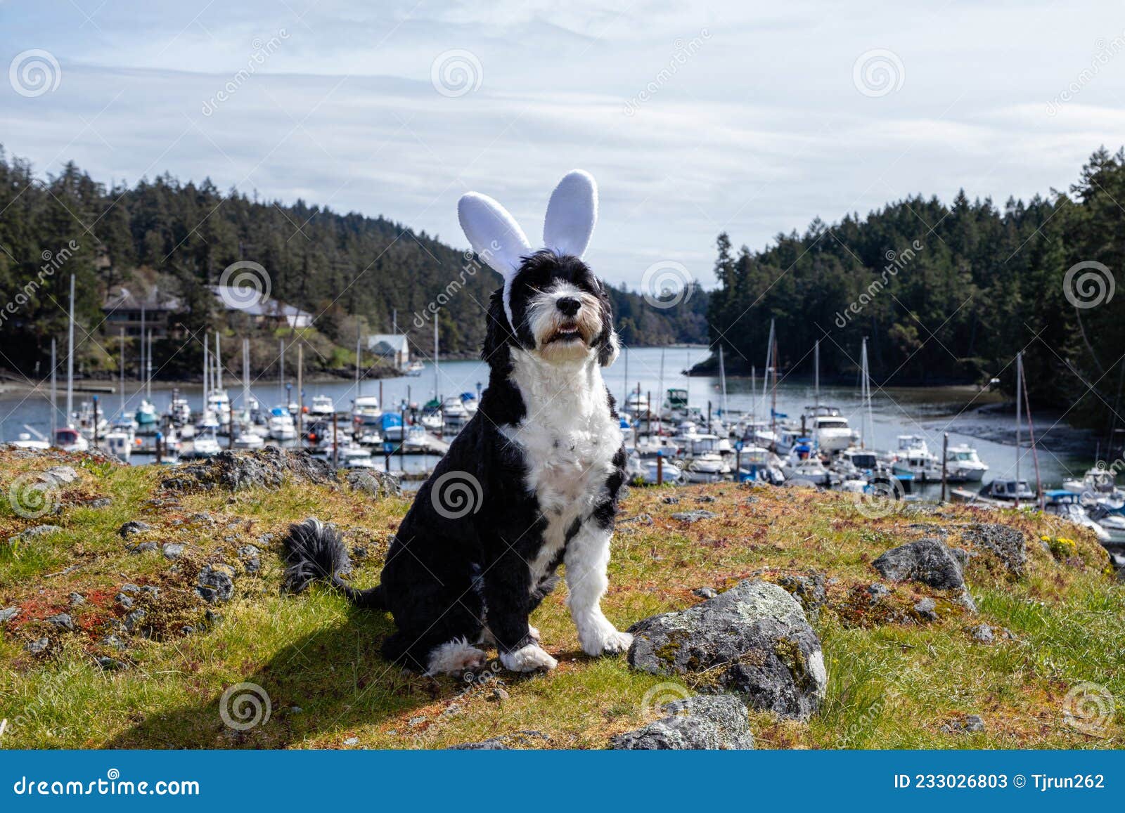 Dog Wearing Rabbit Ears at Easter Stock Image - Image of columbia ...