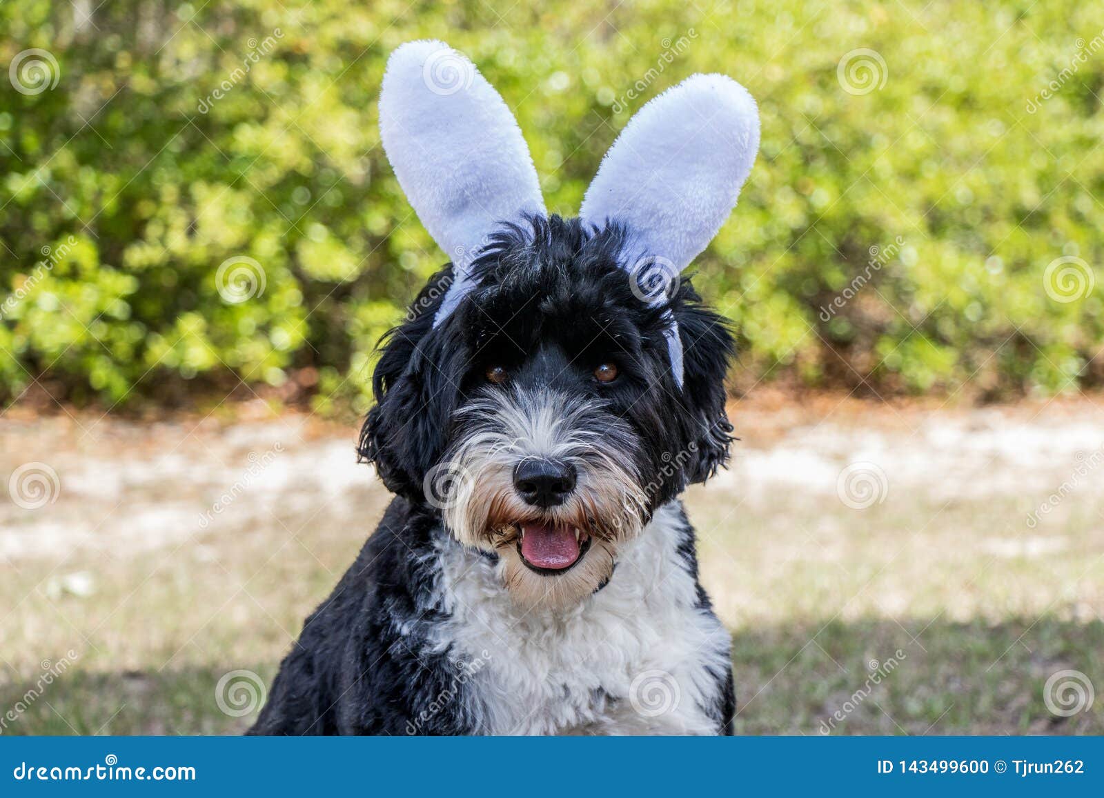 Dog Wearing Rabbit Ears Outside Stock Photo - Image of animals ...
