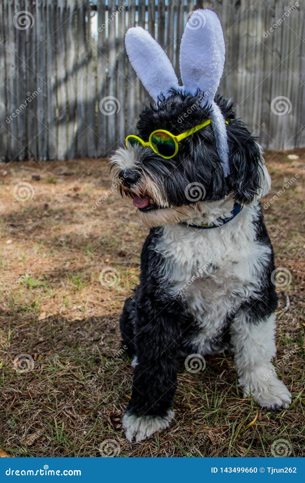 Dog Looking Cool Wearing Bunny Ears and Sunglasses Stock Photo - Image ...
