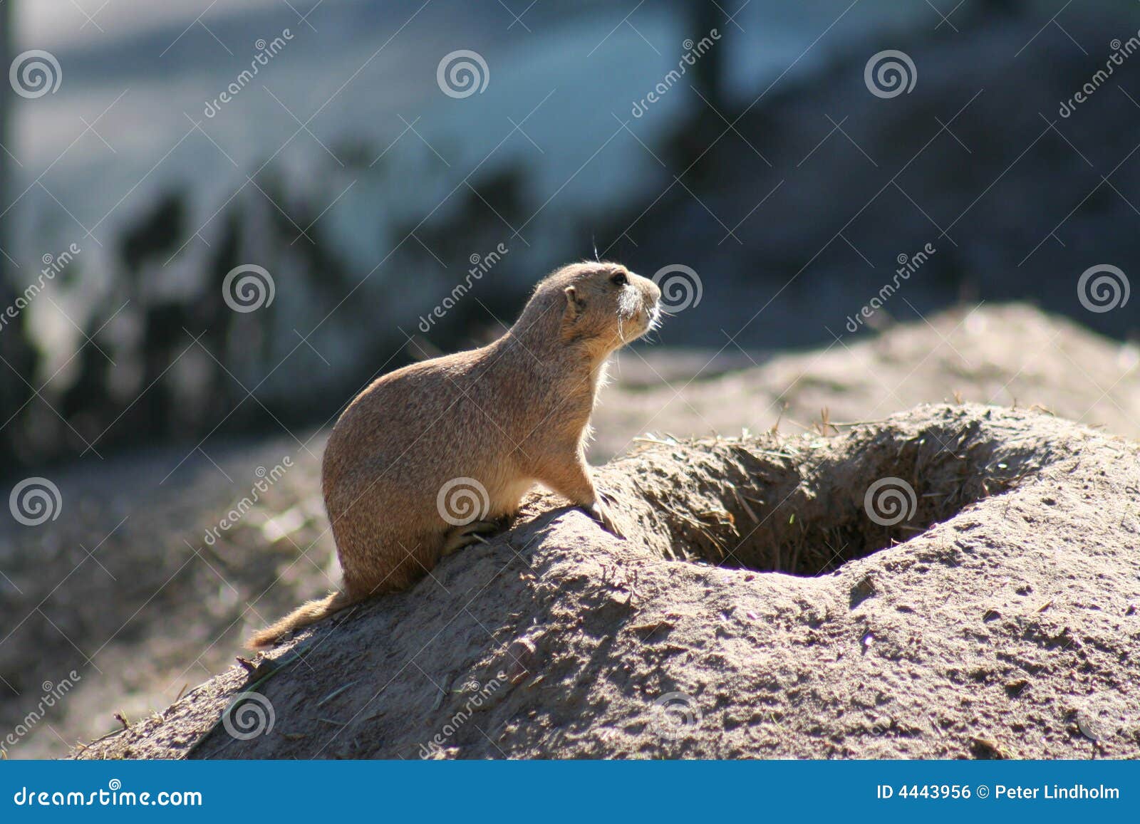 Ludovicianus de Cynomus foto de archivo. Imagen de animales - 4443956