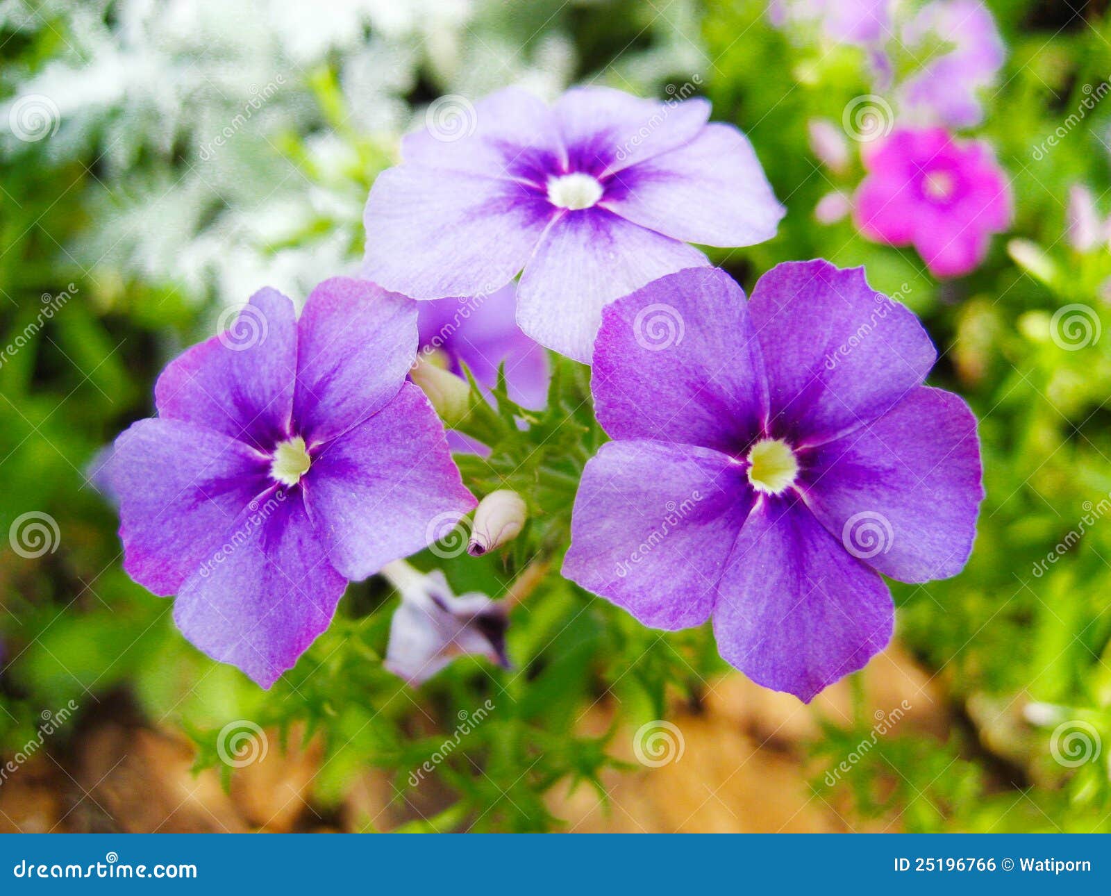 Ludwigia Adscendens Also Known As Creeping Water Primrose Grows On The ...