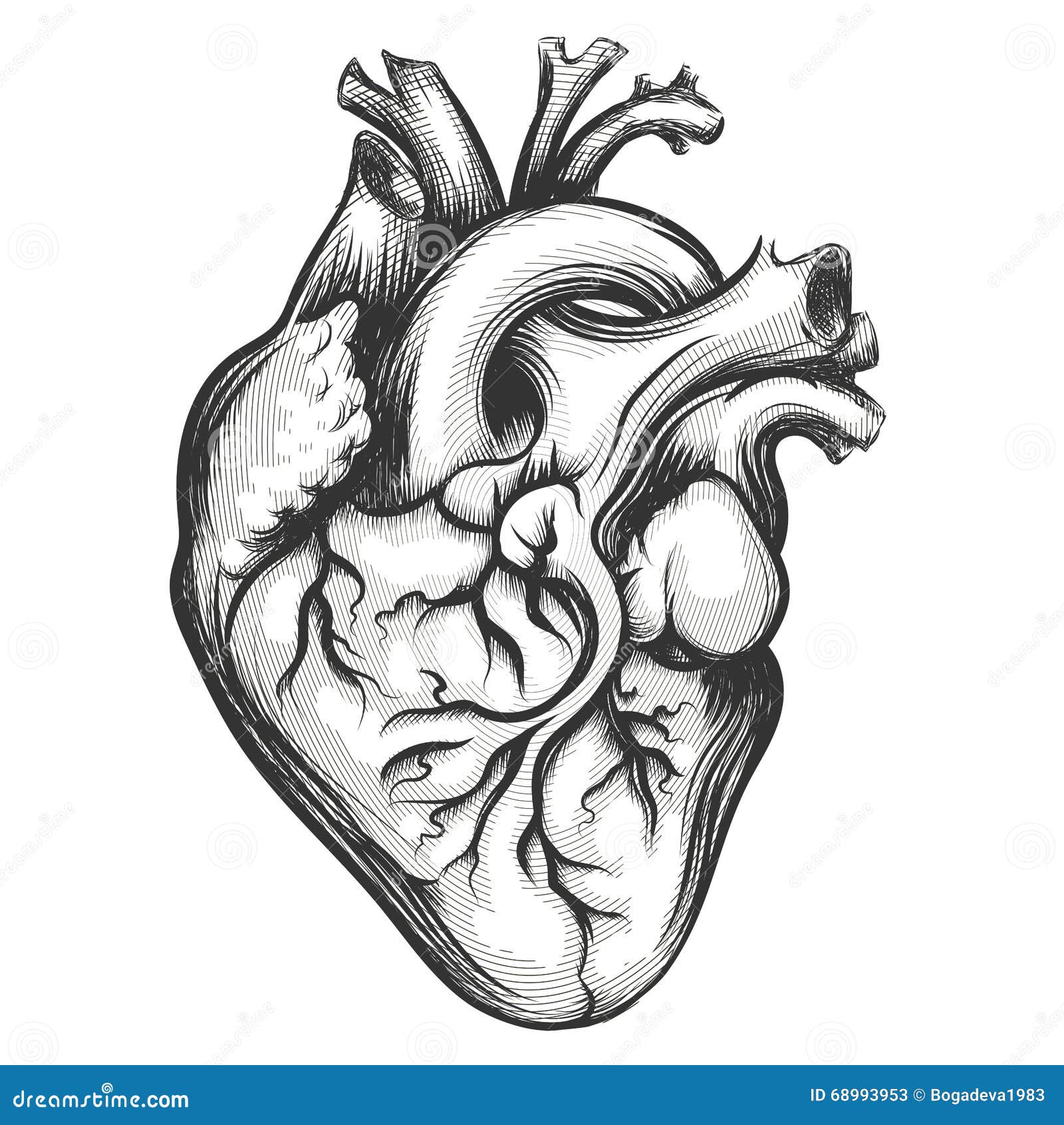 Ludzki serce ilustracja wektor. Ilustracja złożonej z naturalny - 68993953