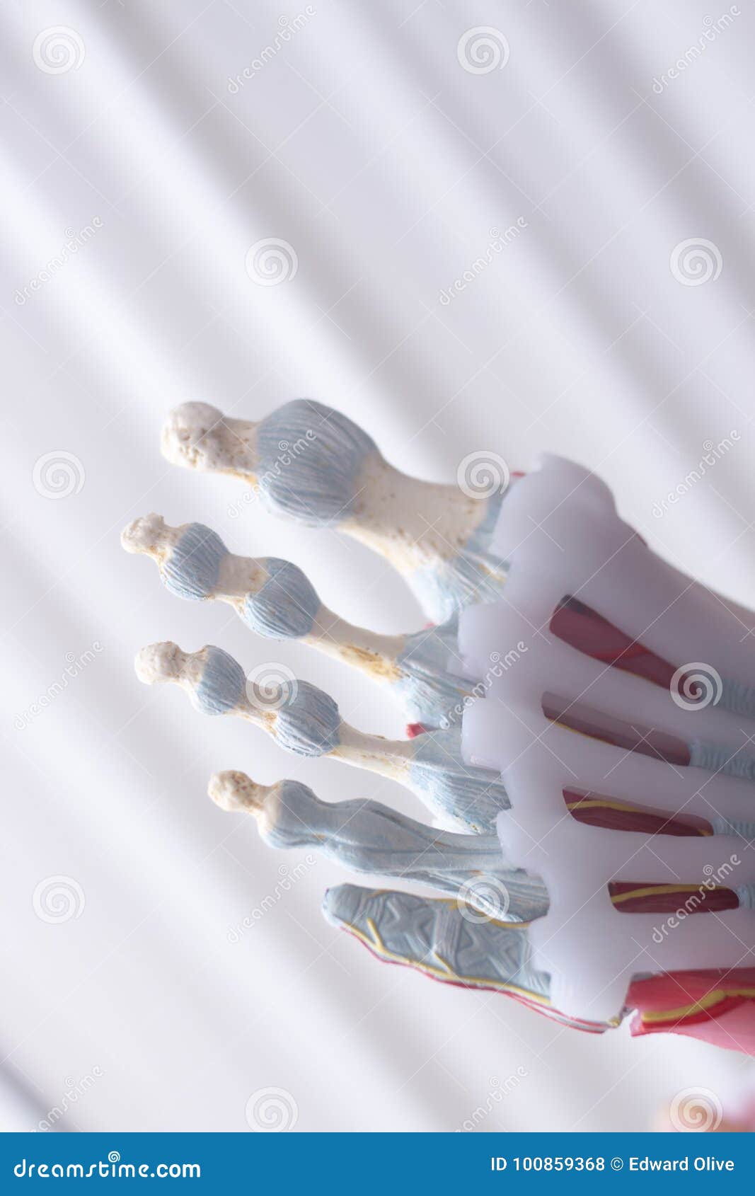 Ludzkiej Stopy Palec U Nogi Model Zdjęcie Stock - Obraz złożonej z ...